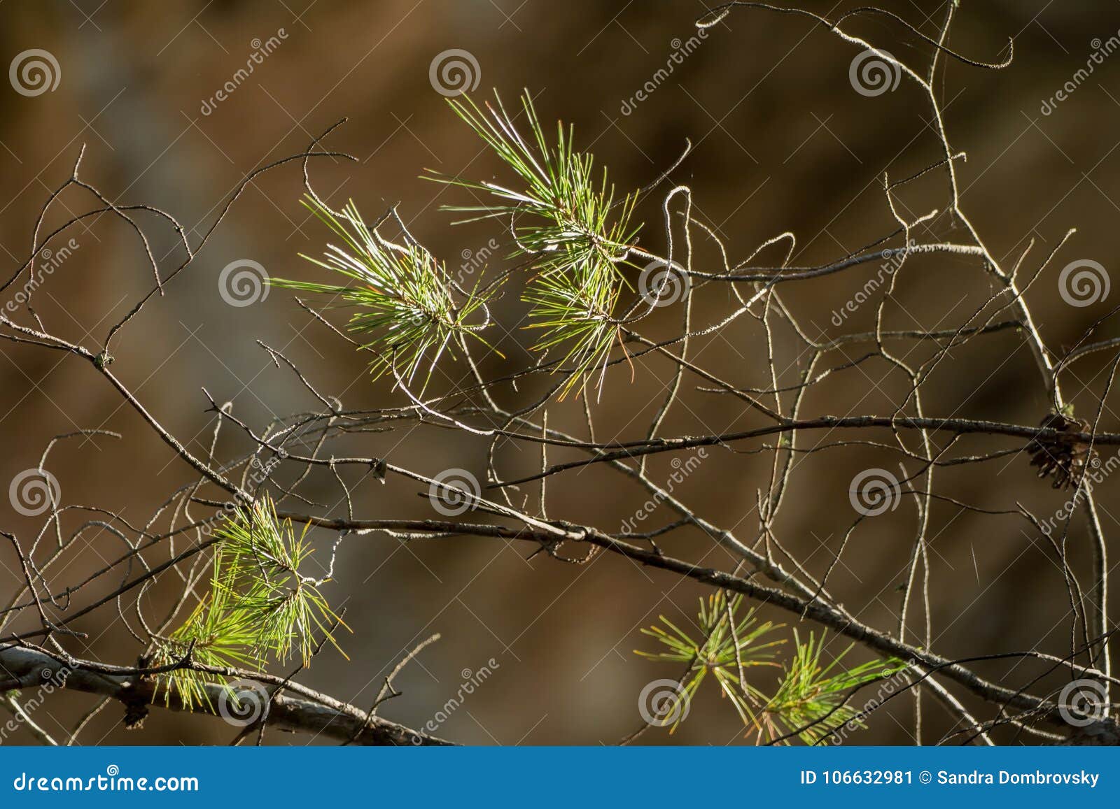 Closeup of Thin Tree Branches and Soft Background Stock Image - Image ...