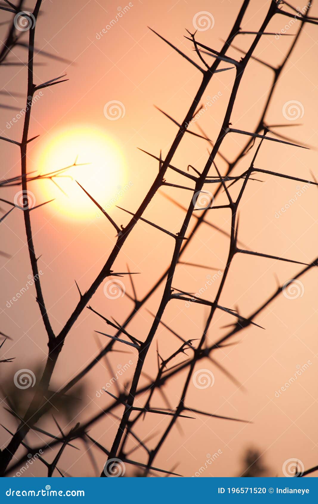 BABUL TREE Royalty-Free Stock Photography | CartoonDealer.com #104090939