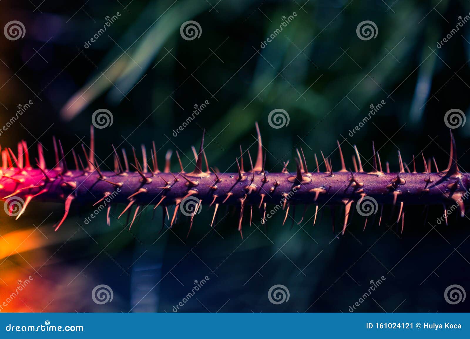 Closeup of Thorny Stem of a Plant in Display Stock Image - Image of ...