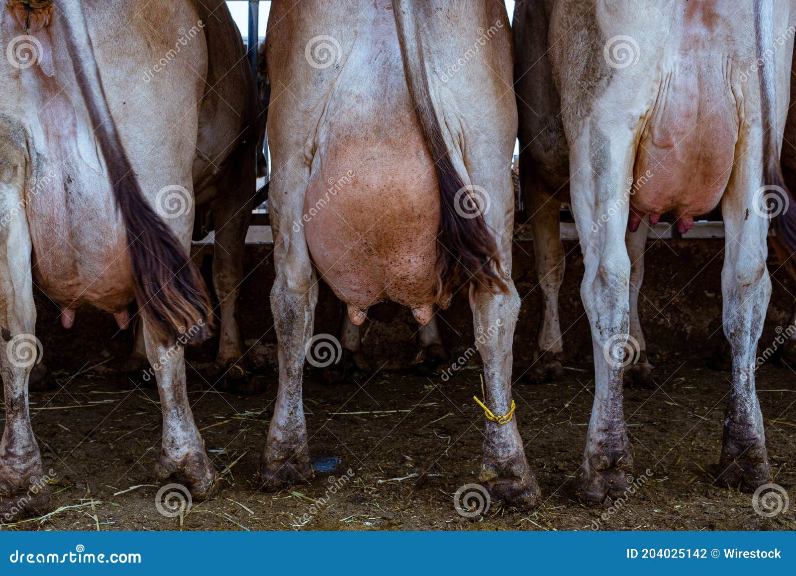 Closeup of Three Cows from Behind Standing in the Barn Stock Photo ...