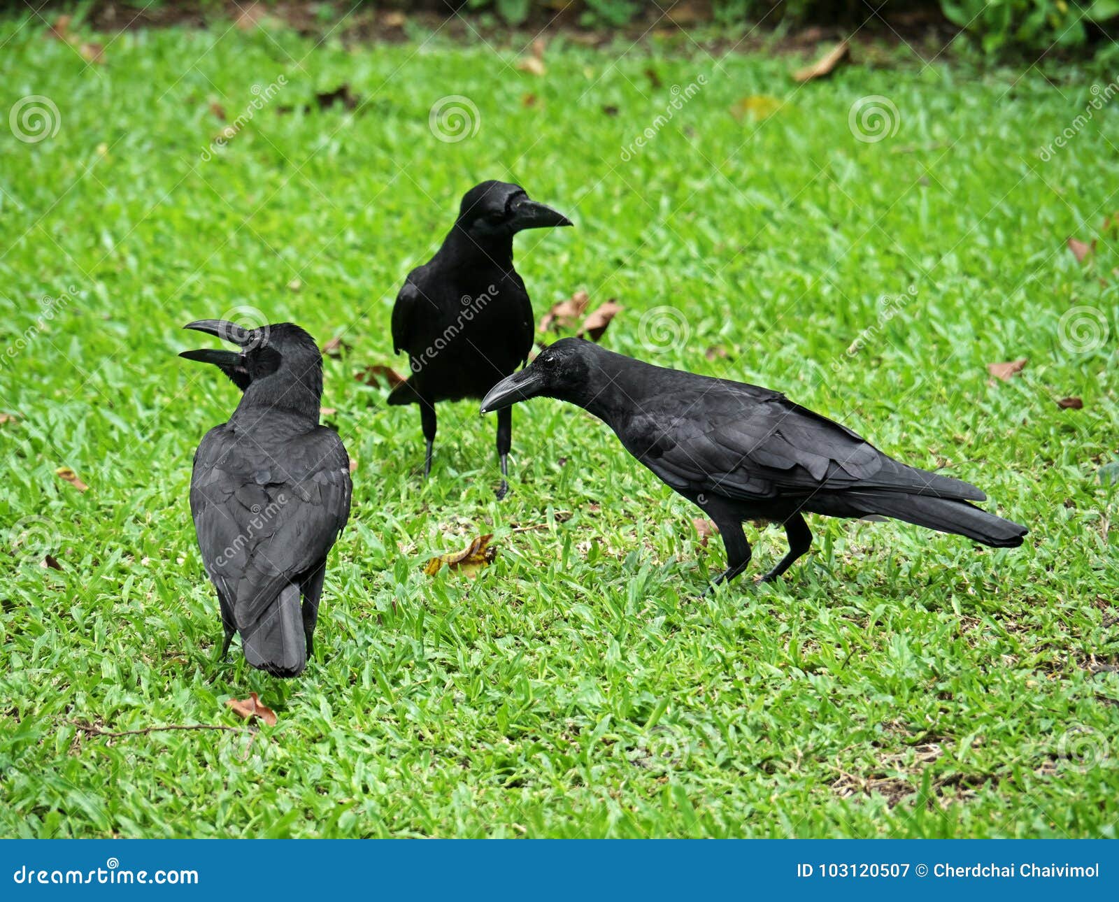 Closeup Three Crows Stand on the Lawn Stock Image - Image of beautiful ...