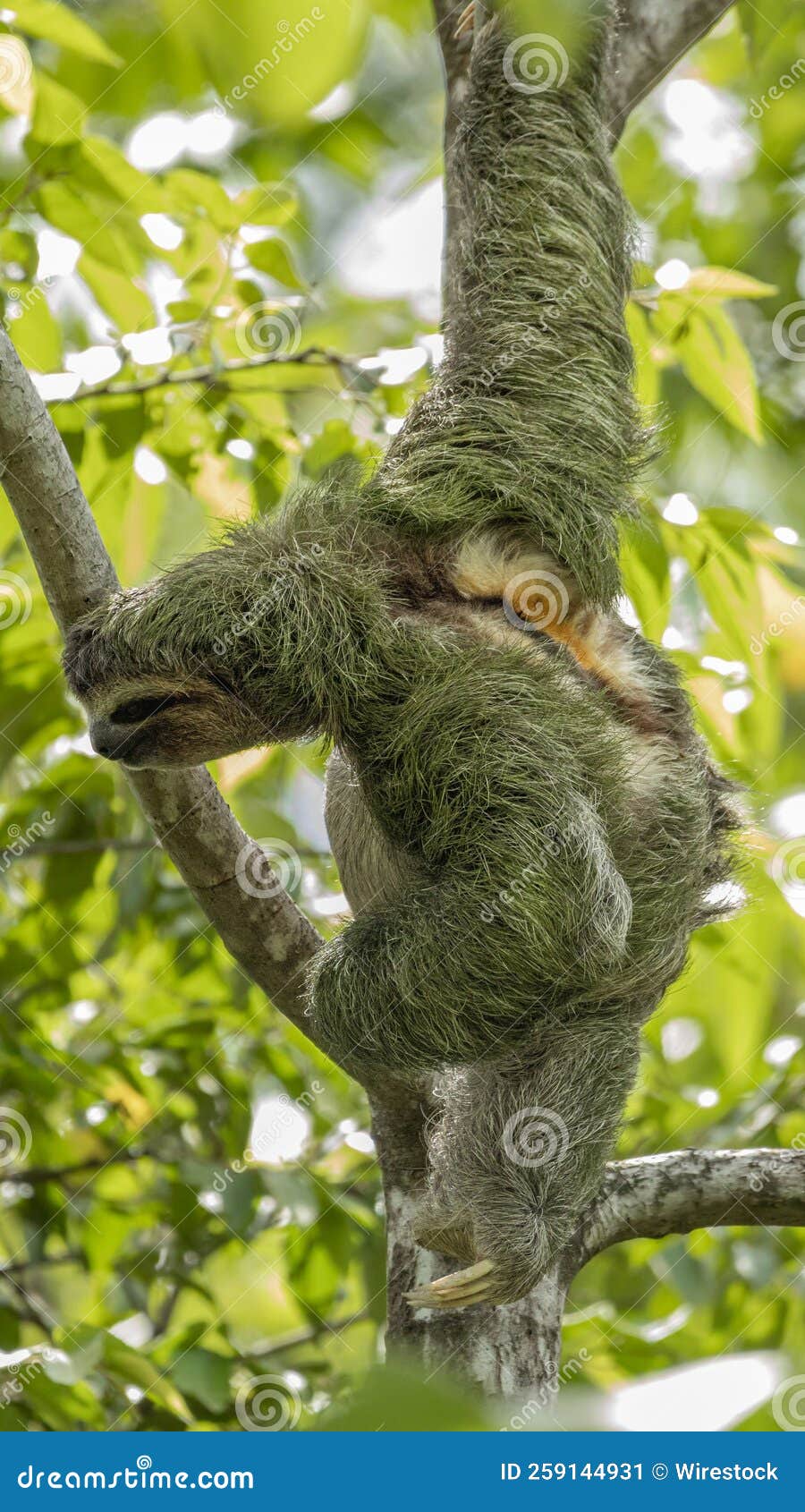 Closeup of Three Fingered Sloth Perching on Tree Branch Stock Image ...