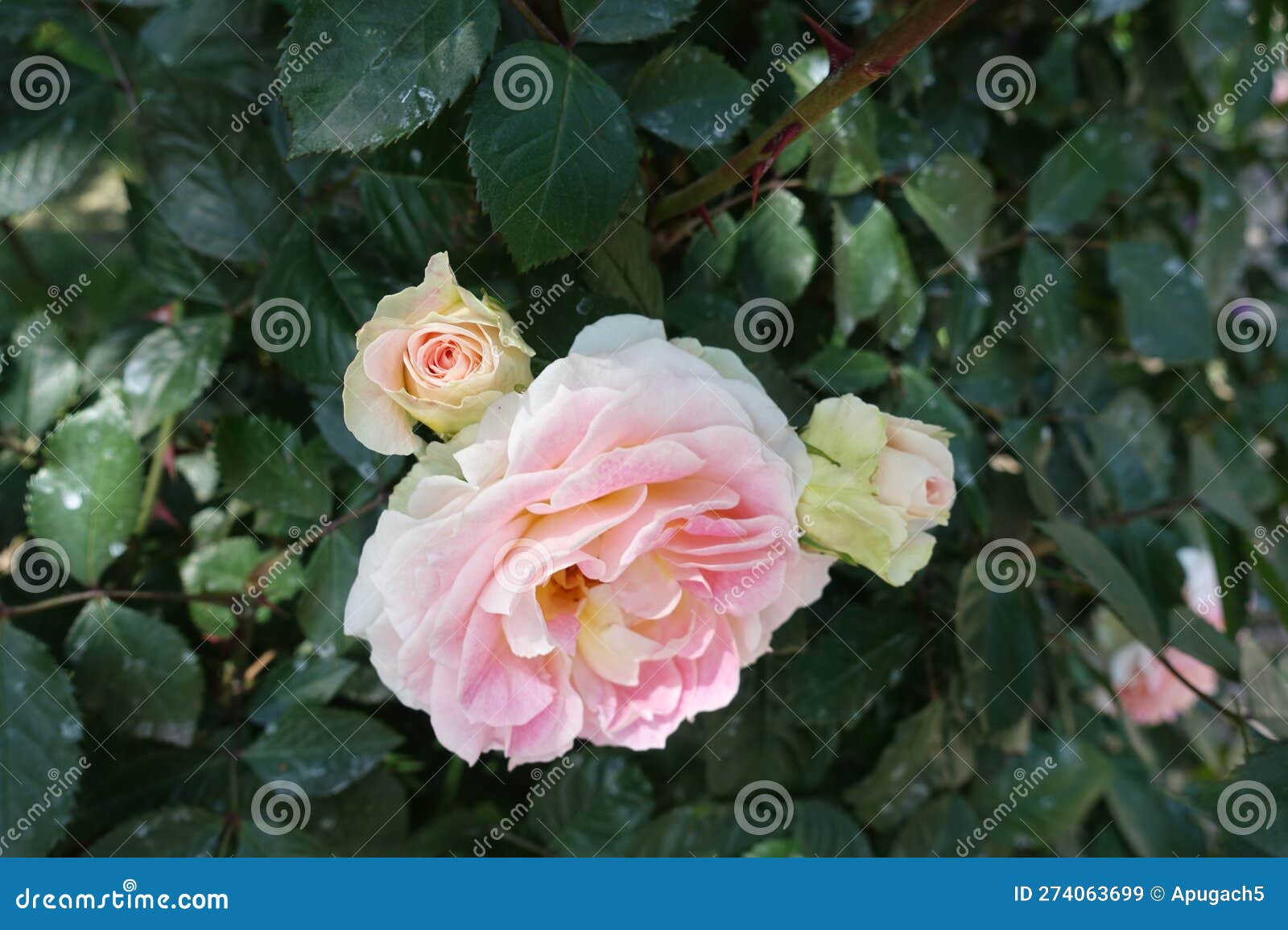 Closeup of Three Flowers of Pink Roses in June Stock Image - Image of ...