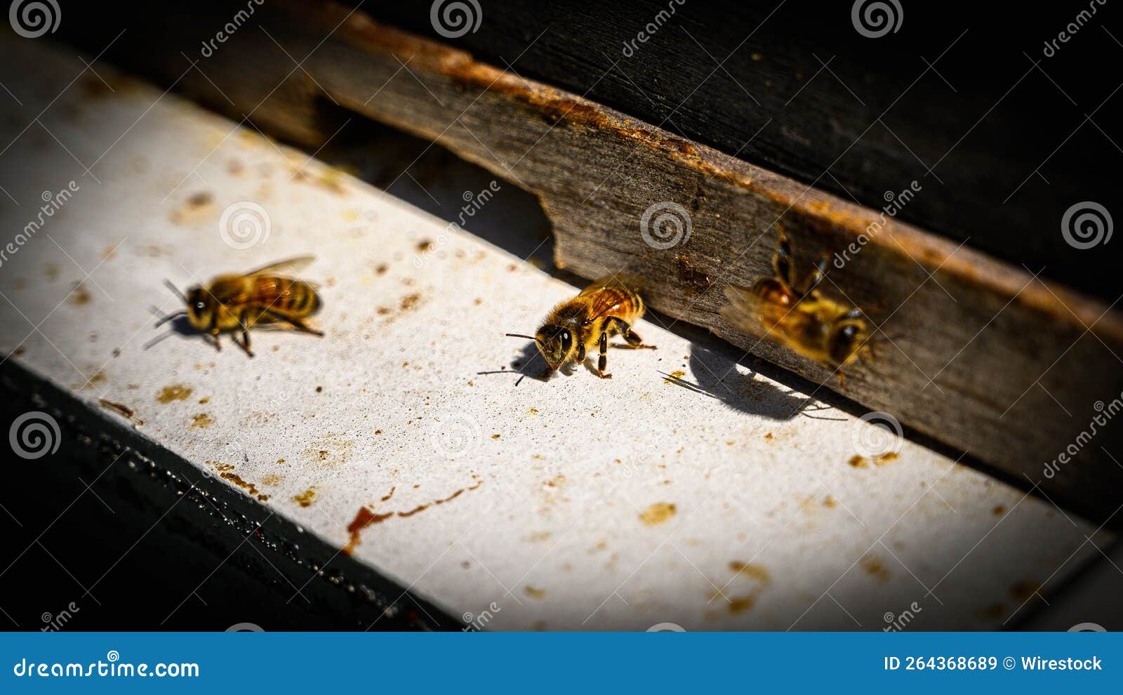 Closeup of Three Honey Bees. Apiculture Stock Image - Image of apis ...