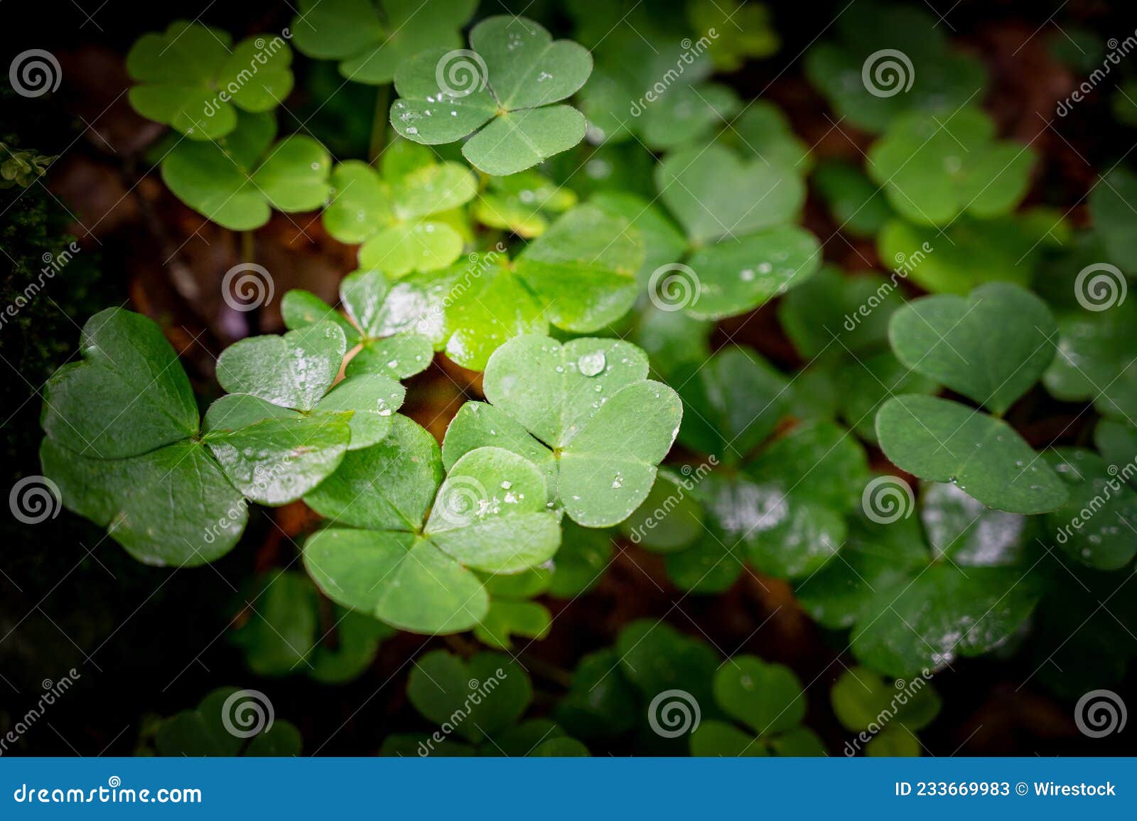 Closeup of Three-leaf Clover with Water Drops Stock Image - Image of ...
