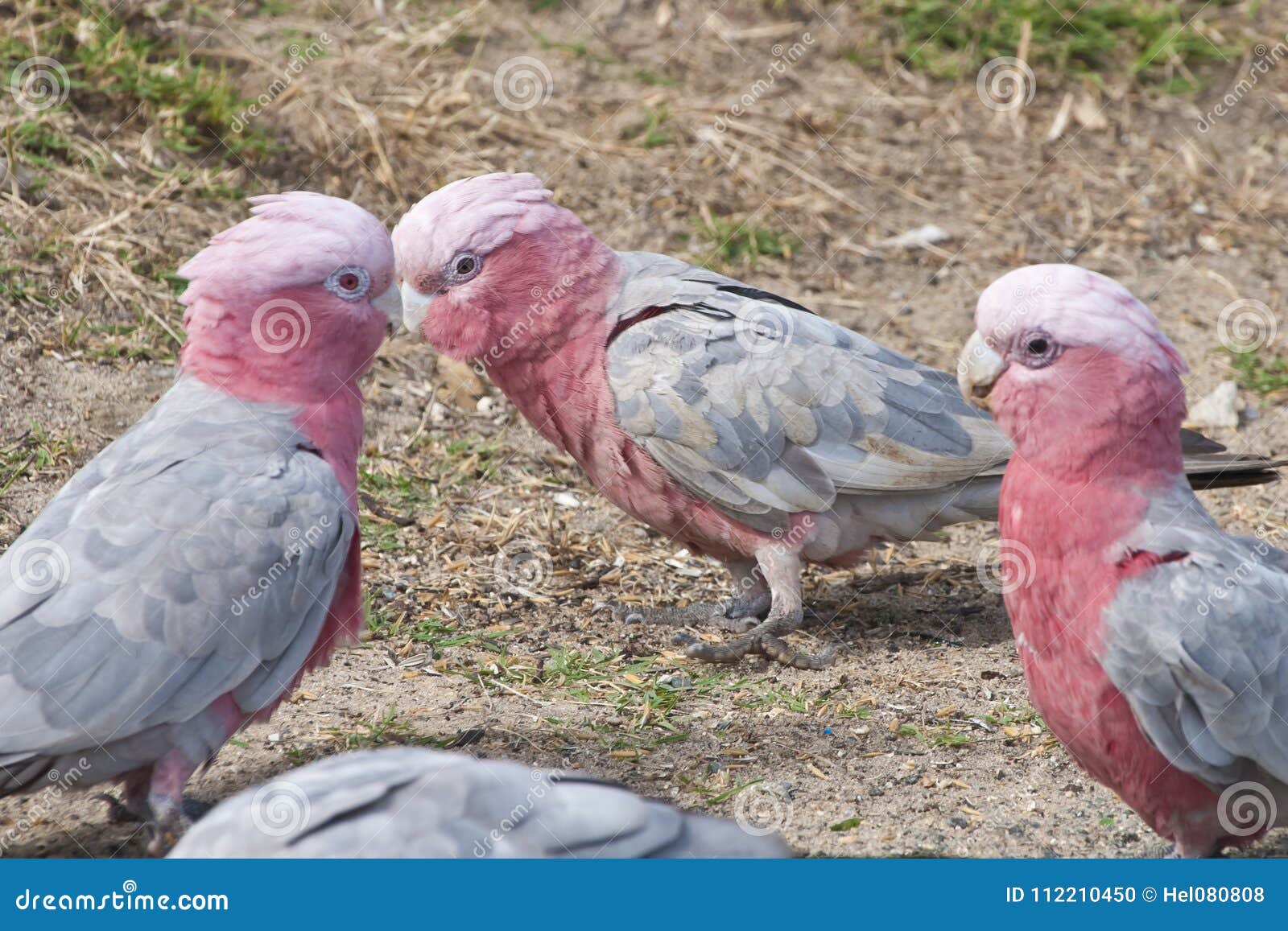 Galahs, Australian Parrots with Red and Grey Feathers. Stock Photo ...