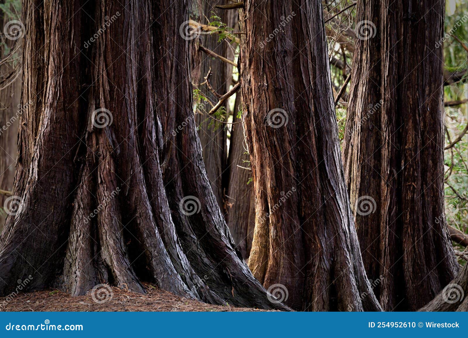 Closeup of Three Western Red Cedars with Thick Trunks Stock Photo ...