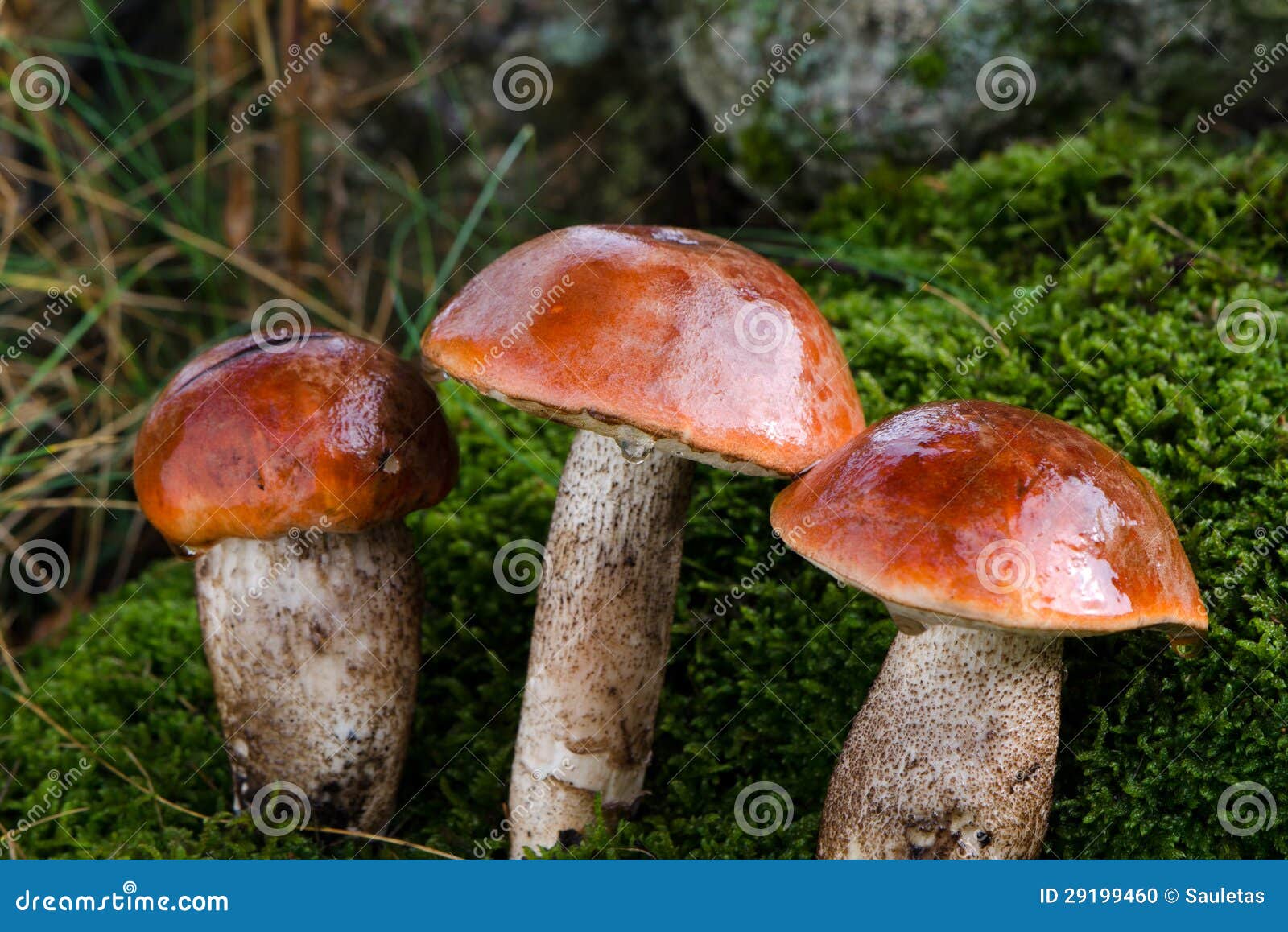 Closeup Three Wet Mushrooms Red-cap Moss Wet Forest Stock Photo - Image ...