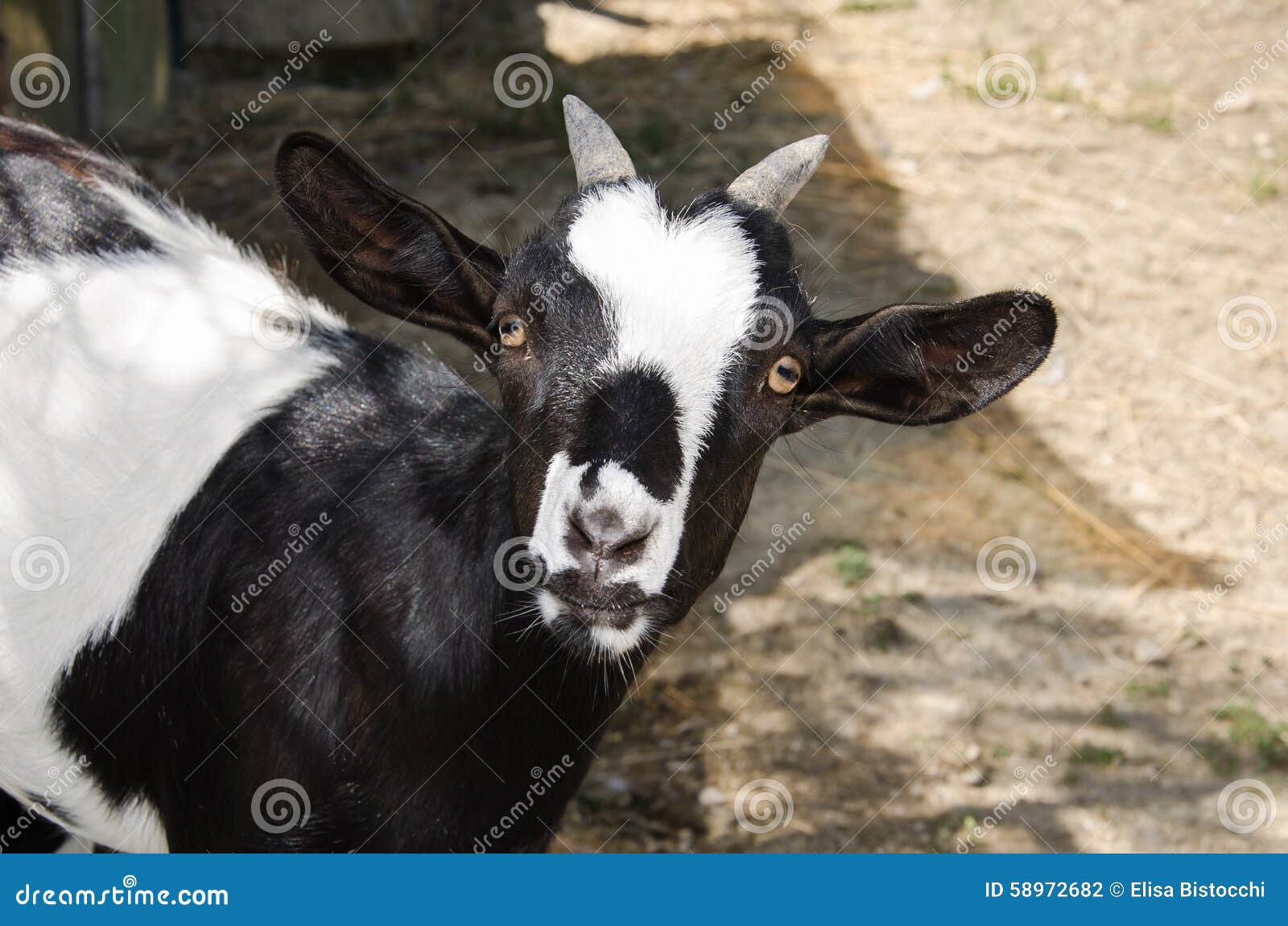 Closeup of tibetan goat stock photo. Image of female - 58972682