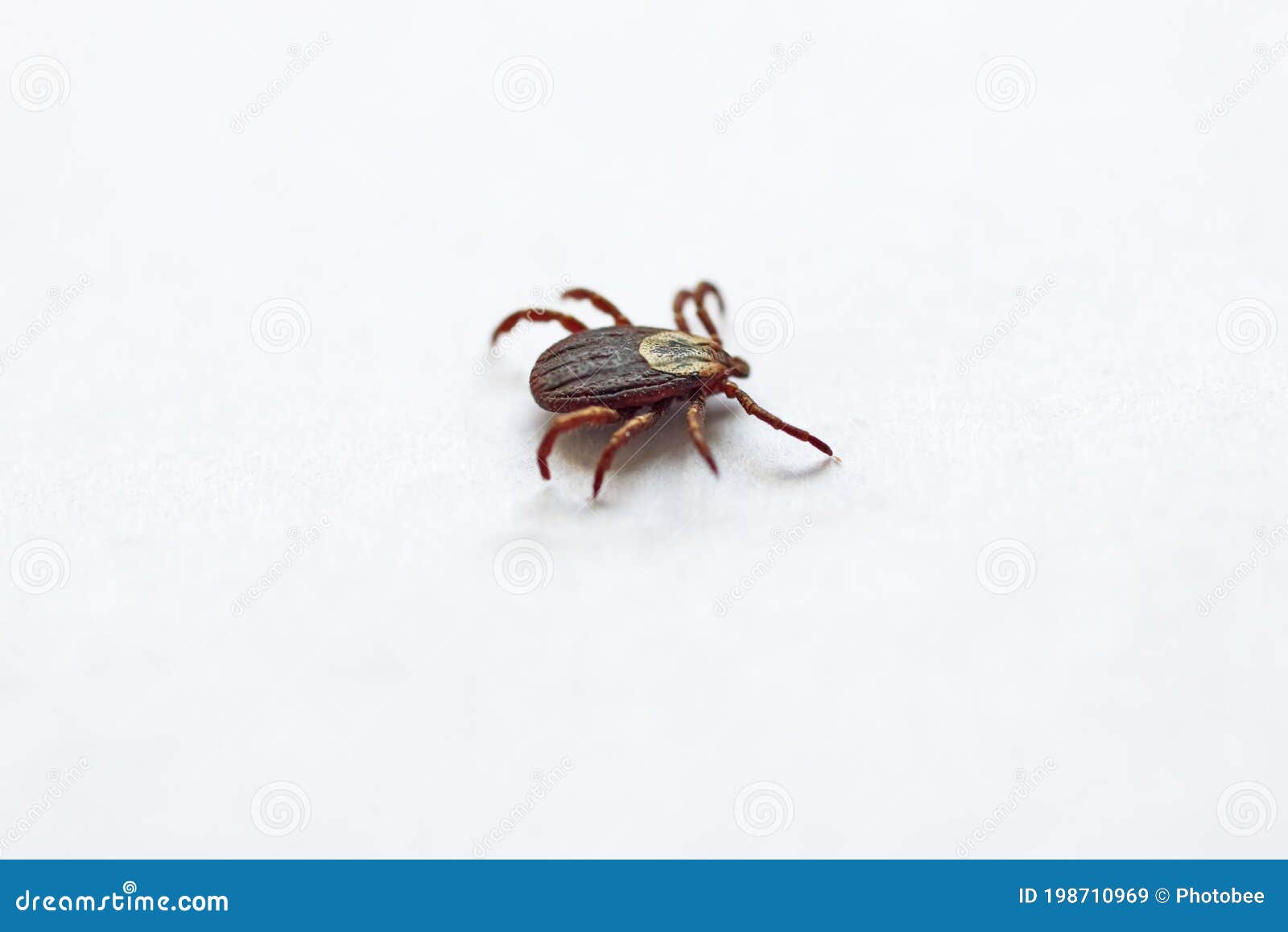 Closeup Tick on White Background Stock Image - Image of arachnid, bite ...
