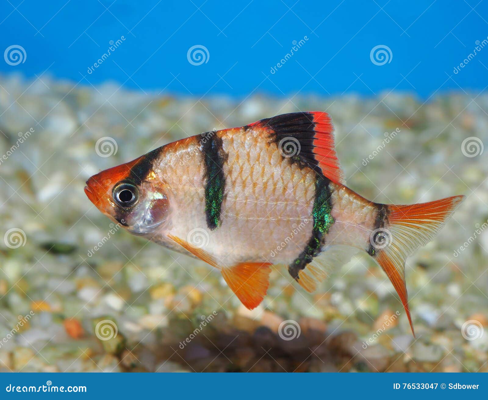 Closeup of a Tiger Barb stock image. Image of barb, hobby - 76533047