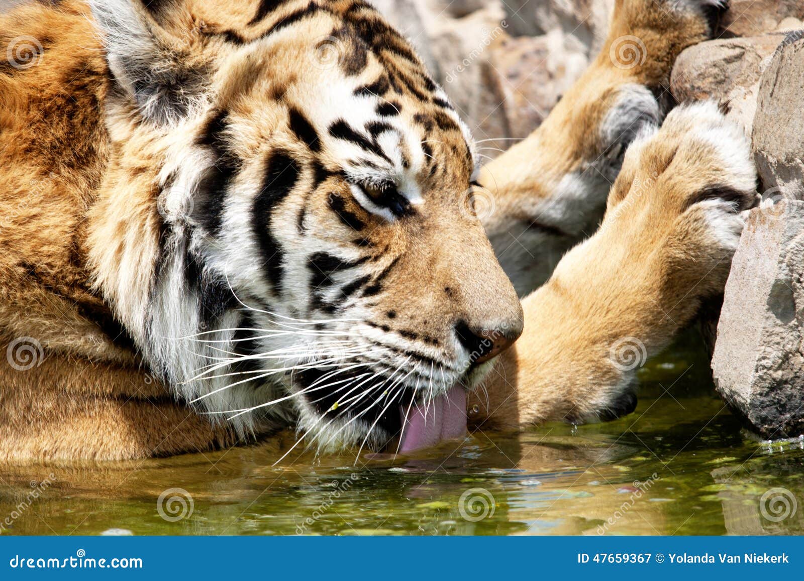 Closeup of Tiger in Captivity Drinking Water, Stock Image - Image of ...