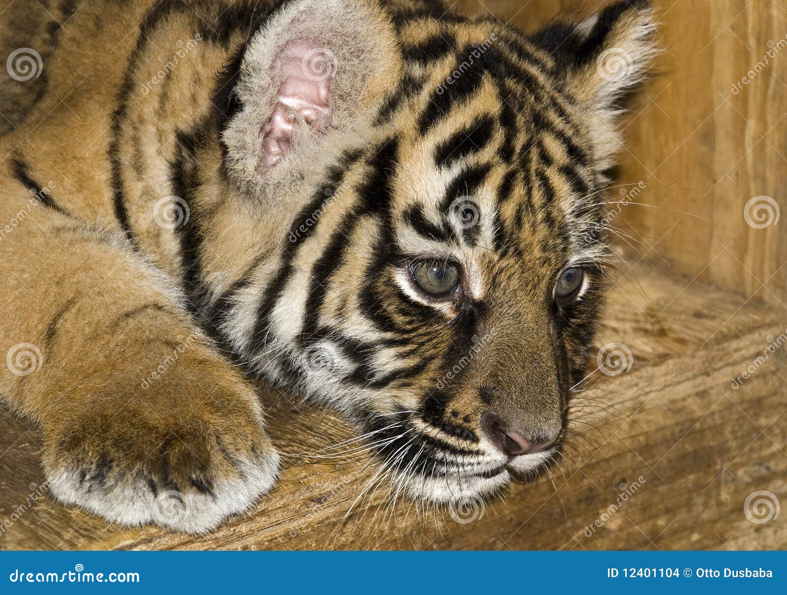 Closeup of a tiger cub stock photo. Image of baby, creature - 12401104