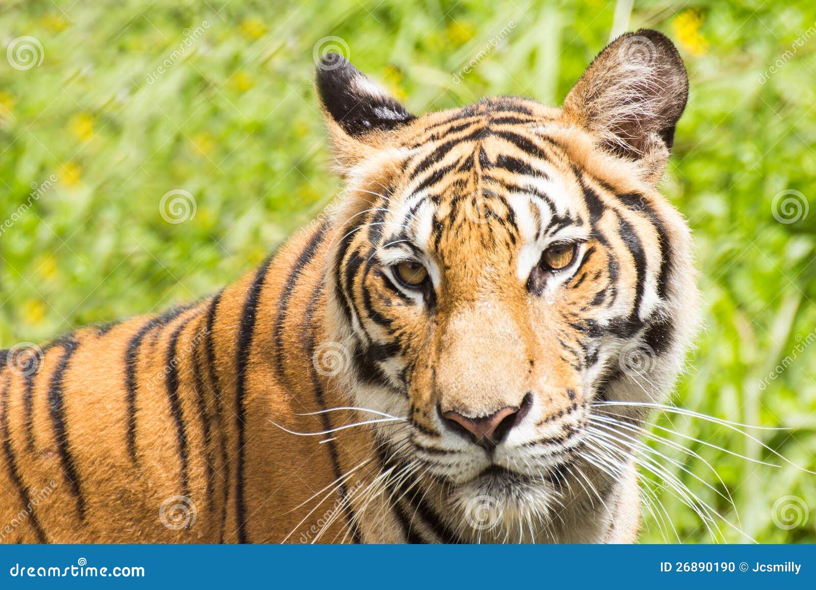 Closeup Tiger Head Shot in Nature Stock Photo - Image of calm, panther ...