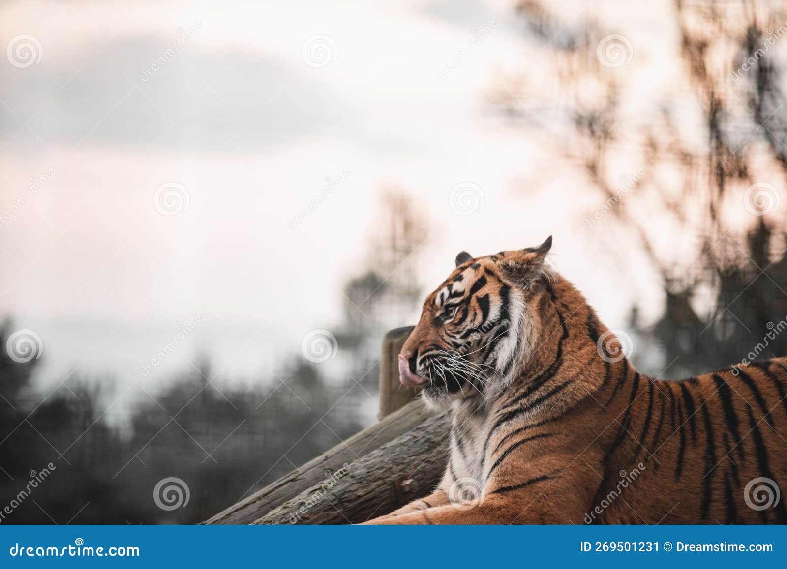 Closeup of a Tiger Licking Its Nose. Stock Image - Image of striped ...