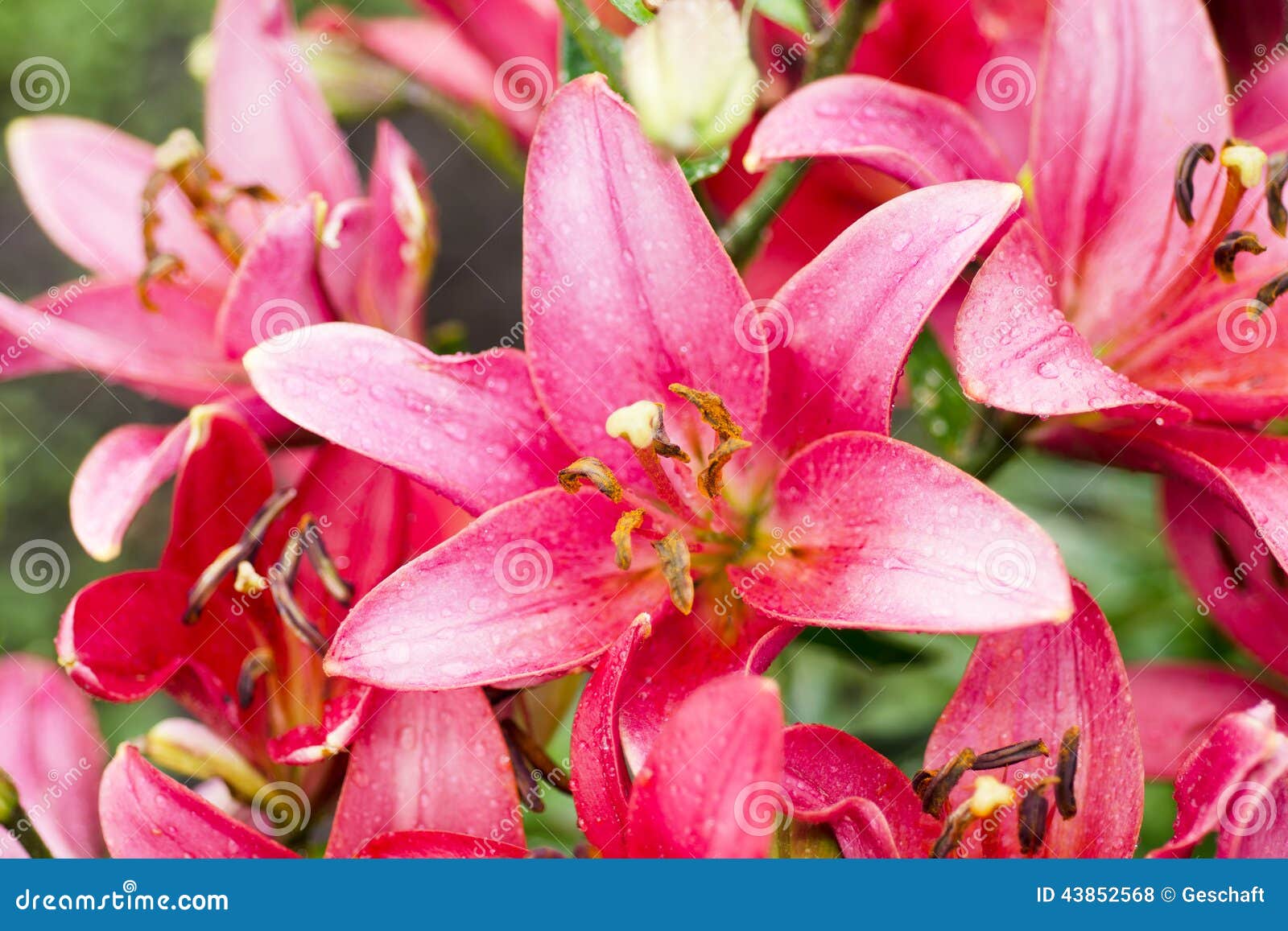 Closeup of Tiger Lily Flowers Stock Photo - Image of fresh, single ...