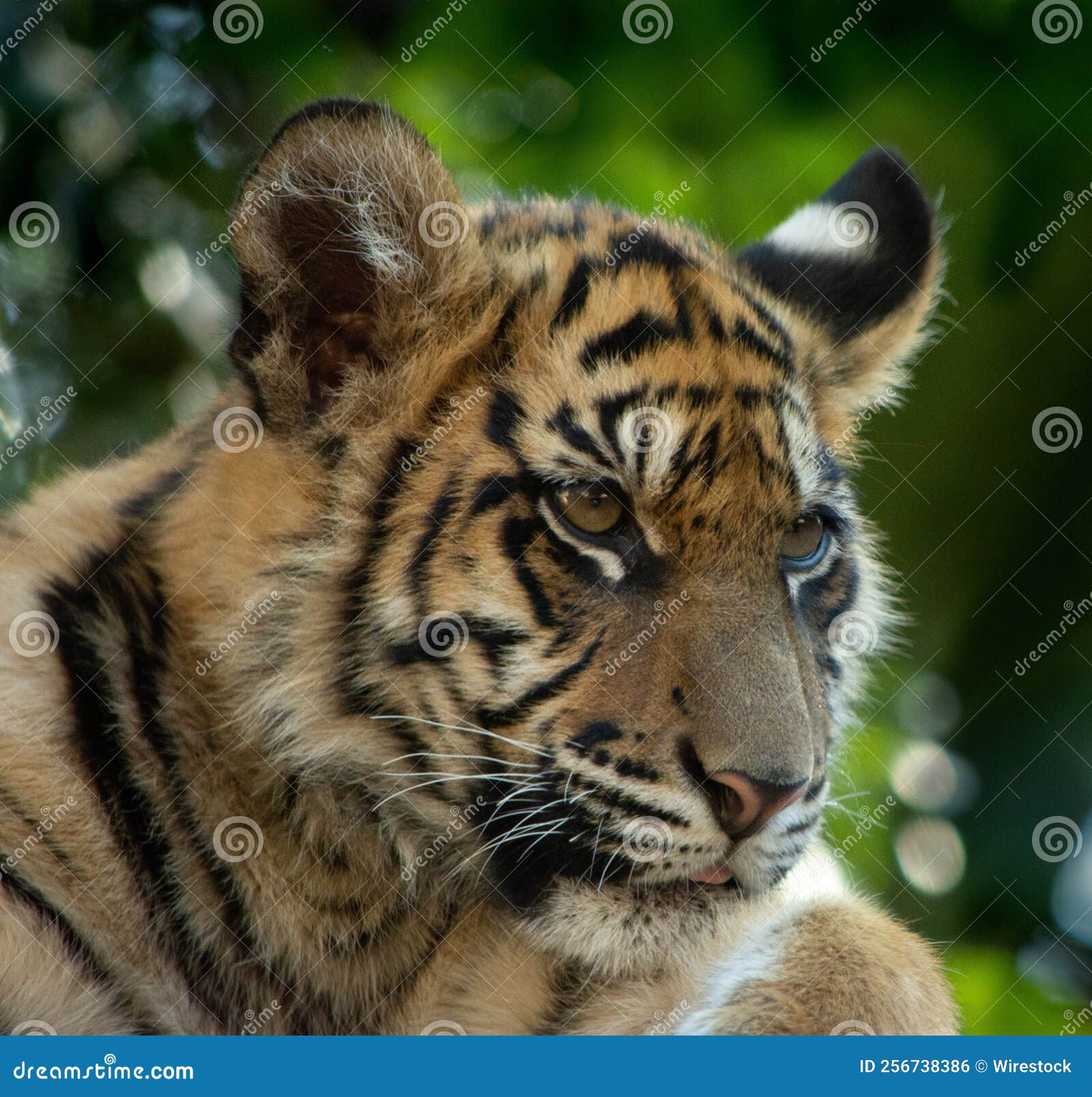 Closeup of a Tiger Looking Around in the Wilderness Stock Photo - Image ...