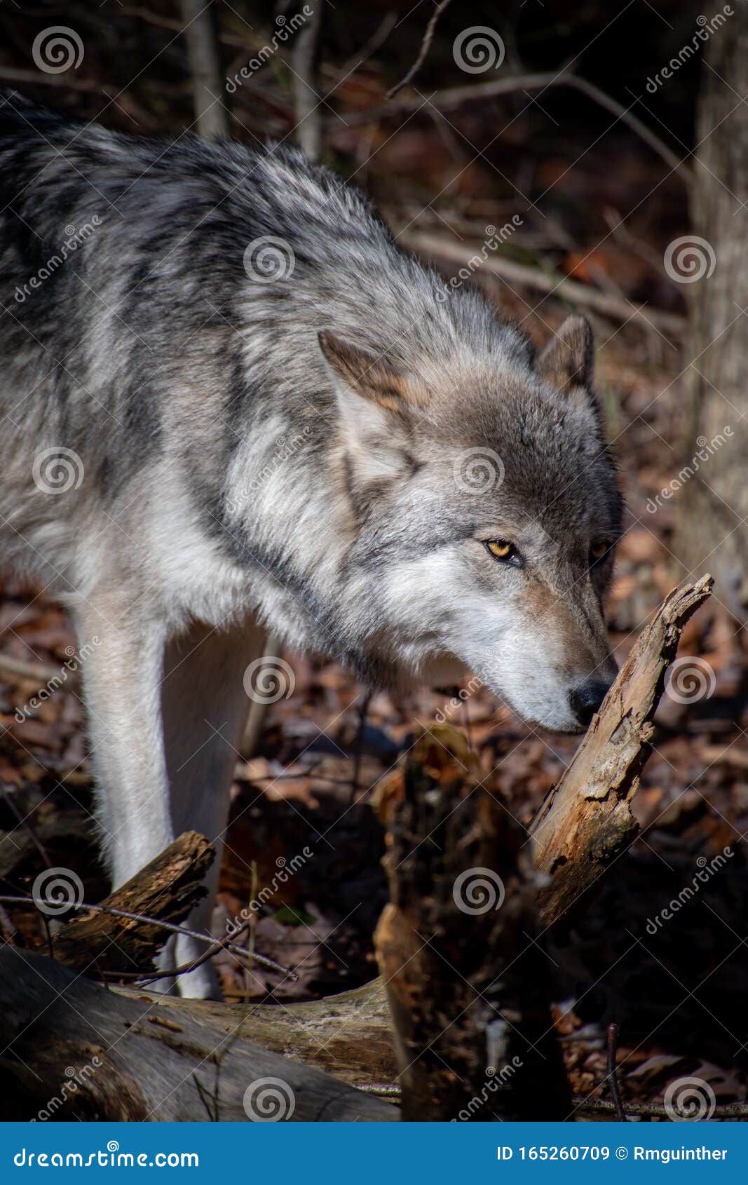 Wolf Sit On A Fallen Tree In The Forest Up Close. Wild Animal In The ...