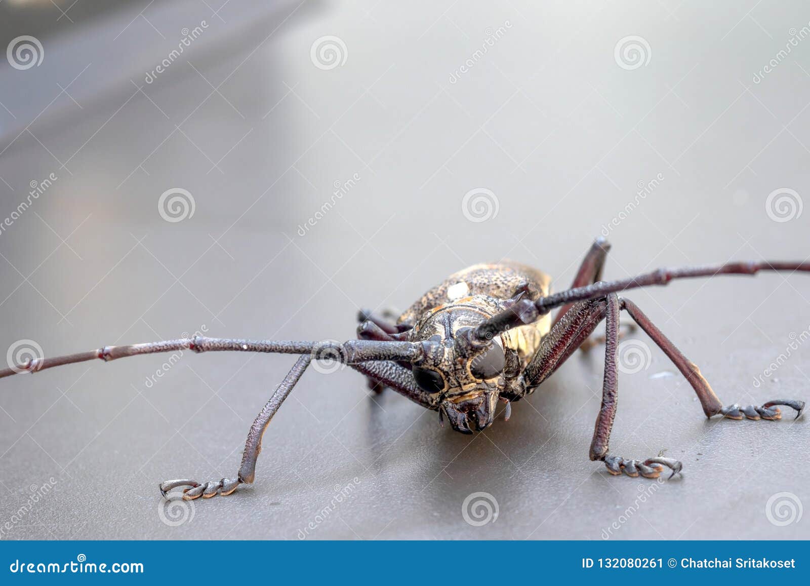 Closeup Timberman-beetle Acanthocinus Aedilis on a Table Stock Image ...