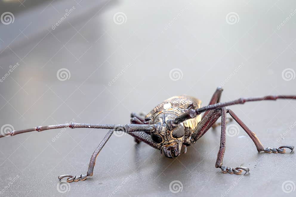 Closeup Timberman-beetle Acanthocinus Aedilis on a Table Stock Image ...
