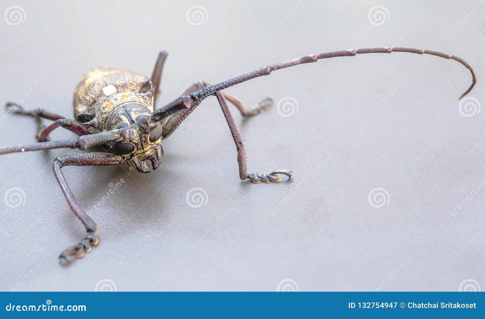Closeup Timberman-beetle Acanthocinus Aedilis on a Table Stock Image ...