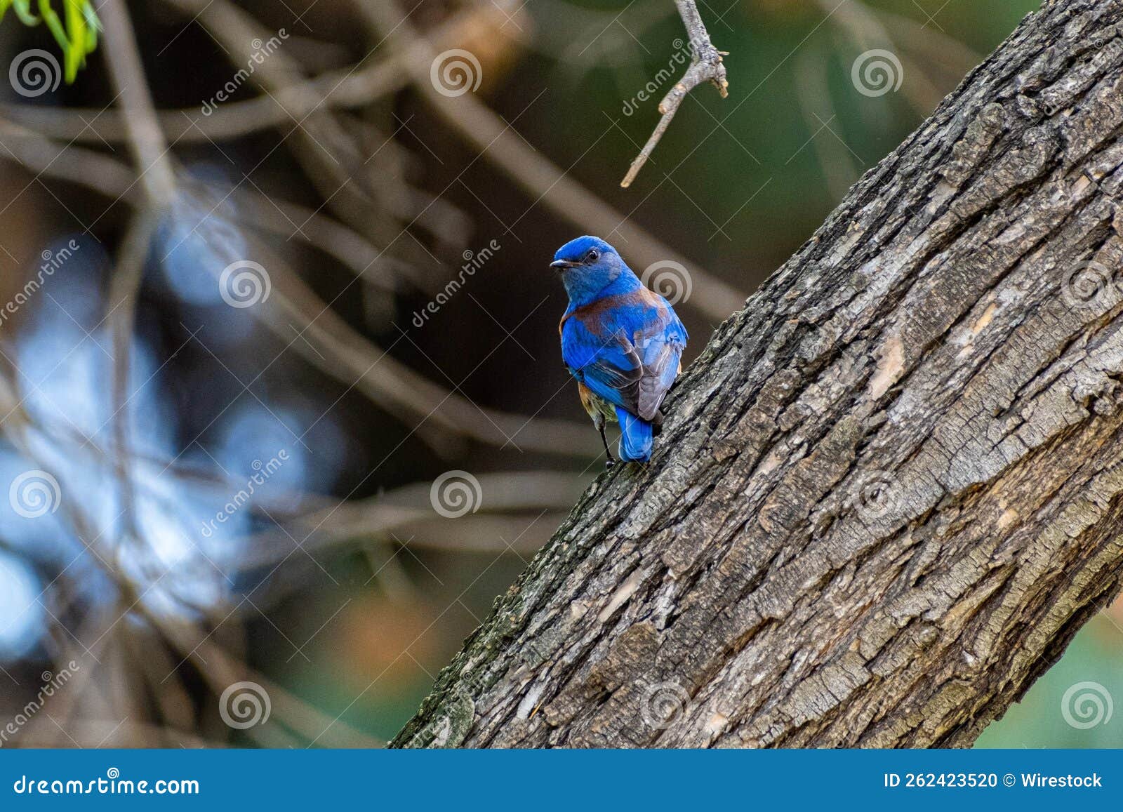 Closeup of a Tiny Beautiful Western Bluebird on a Tree Trunk Stock ...