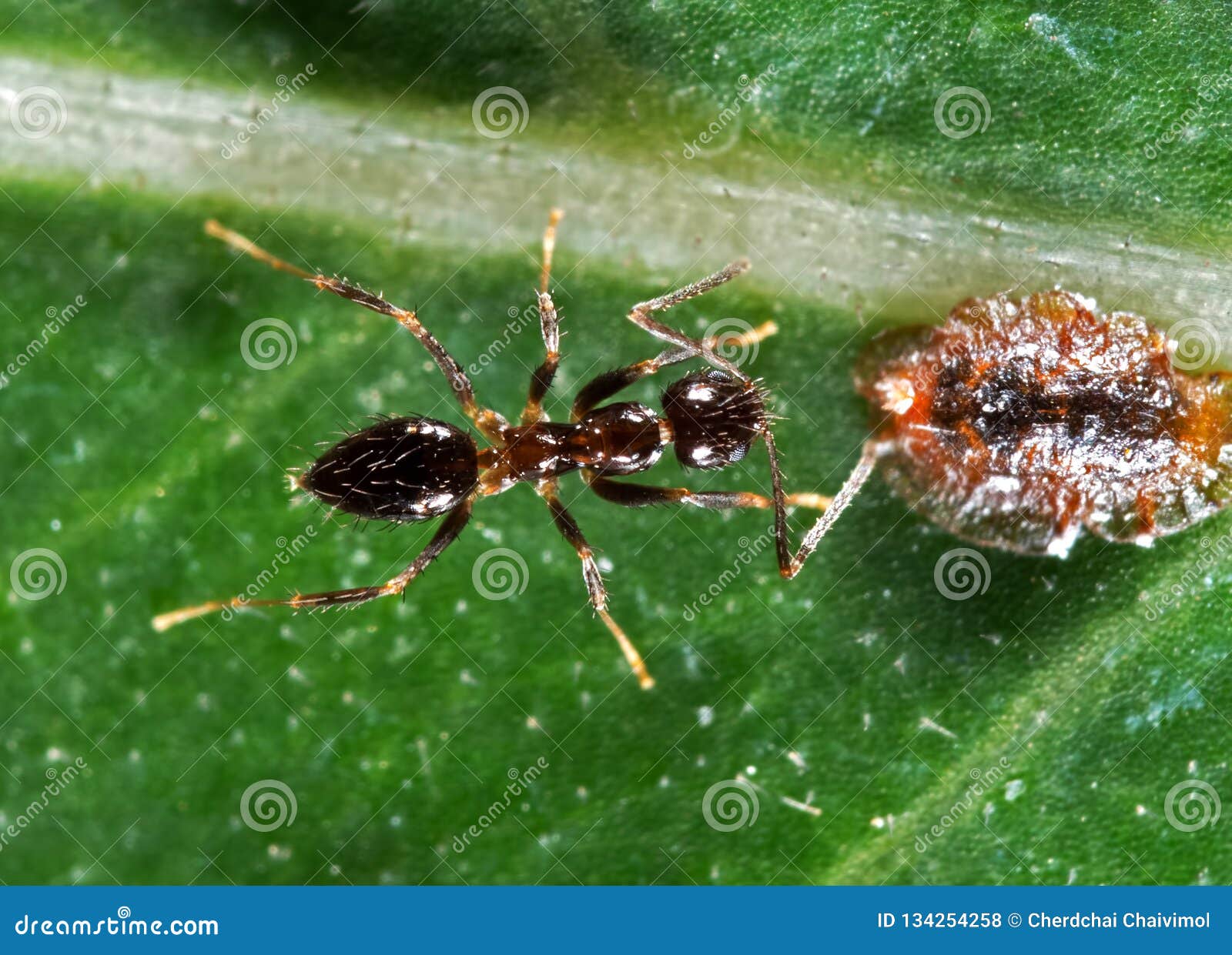 Tiny Black Garden Ant with Scale Insect on Green Leaf Stock Photo ...