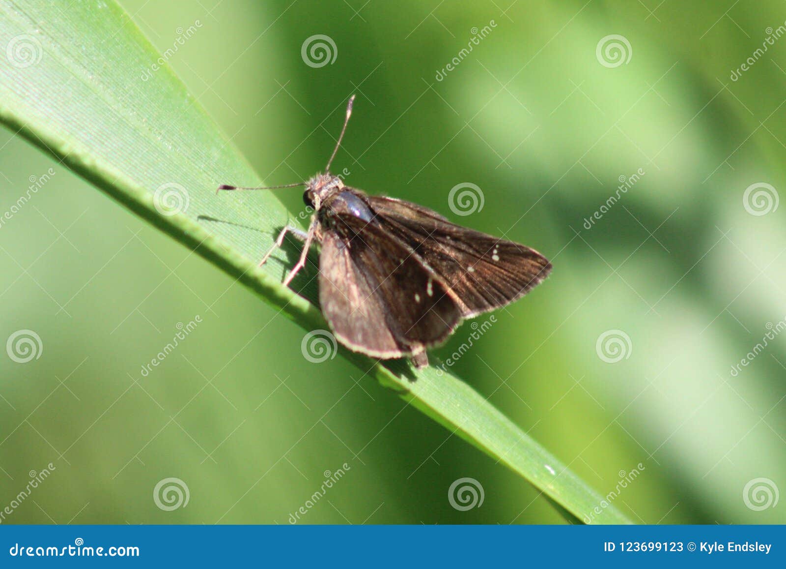 Tiny brown moth stock image. Image of tiny, moth, closeup - 123699123