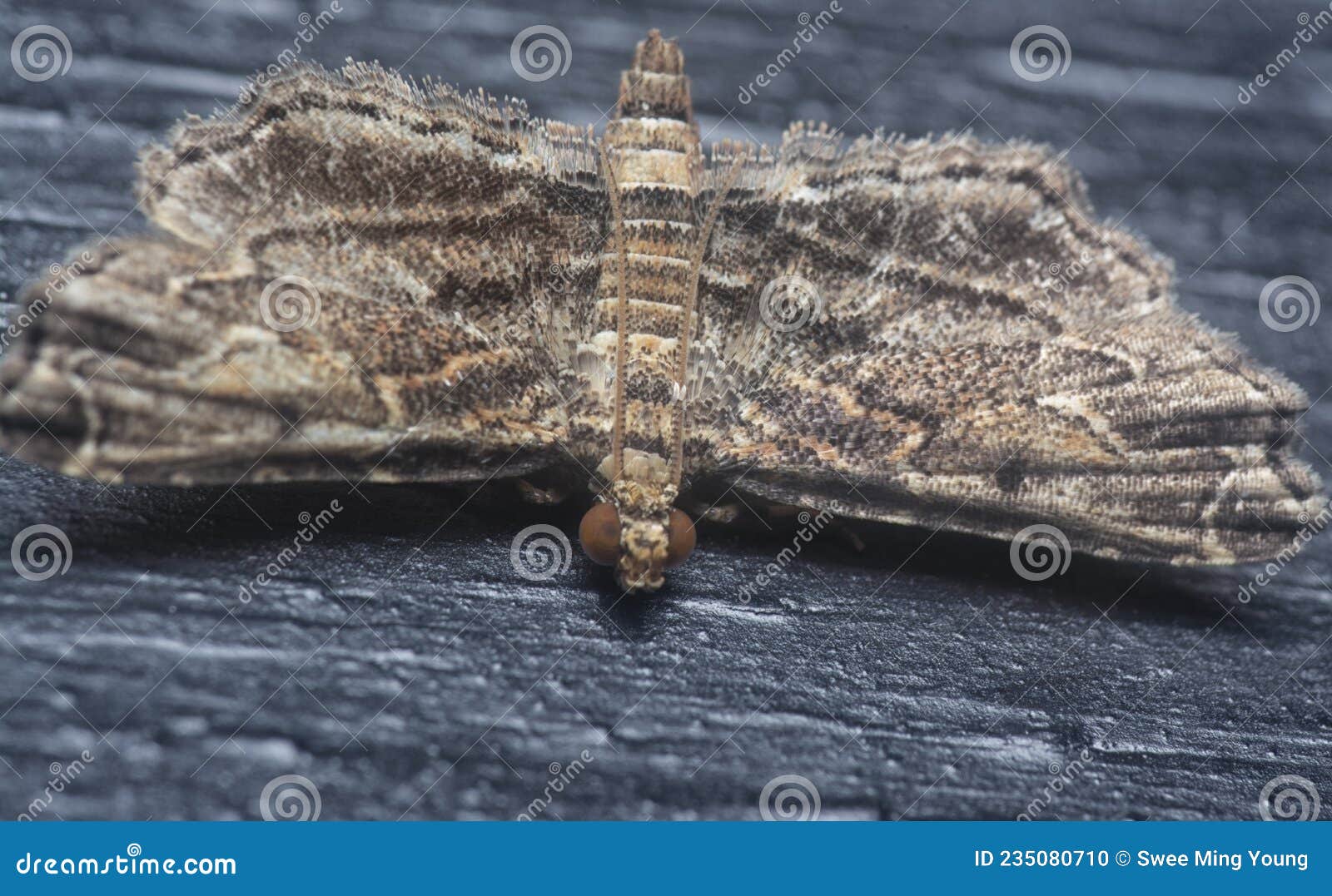 Closeup of the Tiny Brown Sufetula Moth Stock Photo - Image of ...