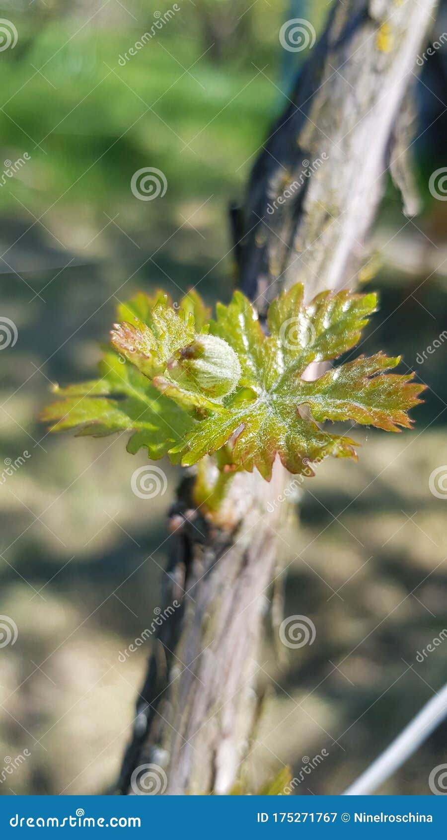 Closeup of Tiny Fresh Buds and Leaves Growing on Grapevine with Blurred ...