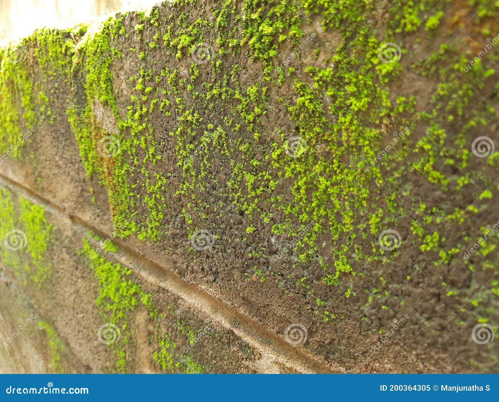 Tiny Green Moss on a Old Compound or Wall with Dry Leaf and Texture ...
