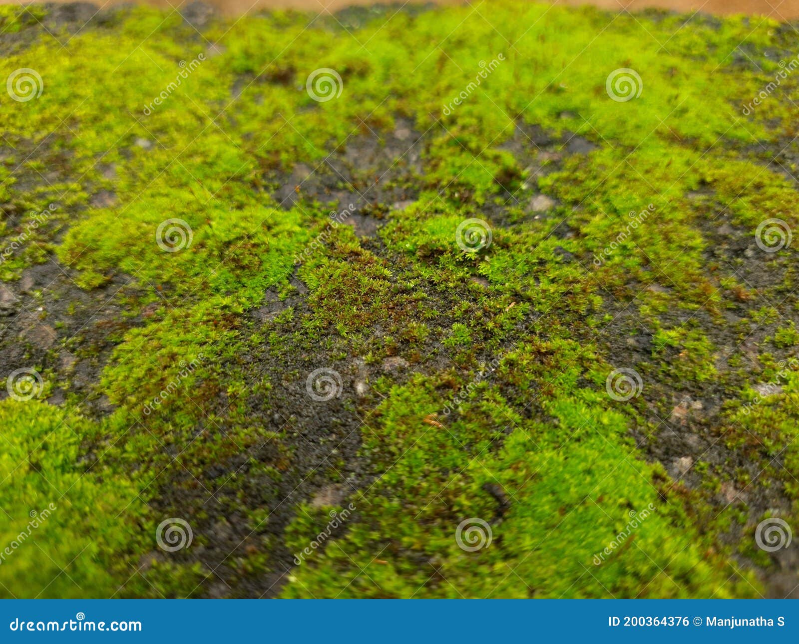 Tiny Green Moss on a Old Compound or Wall with Dry Leaf and Texture ...