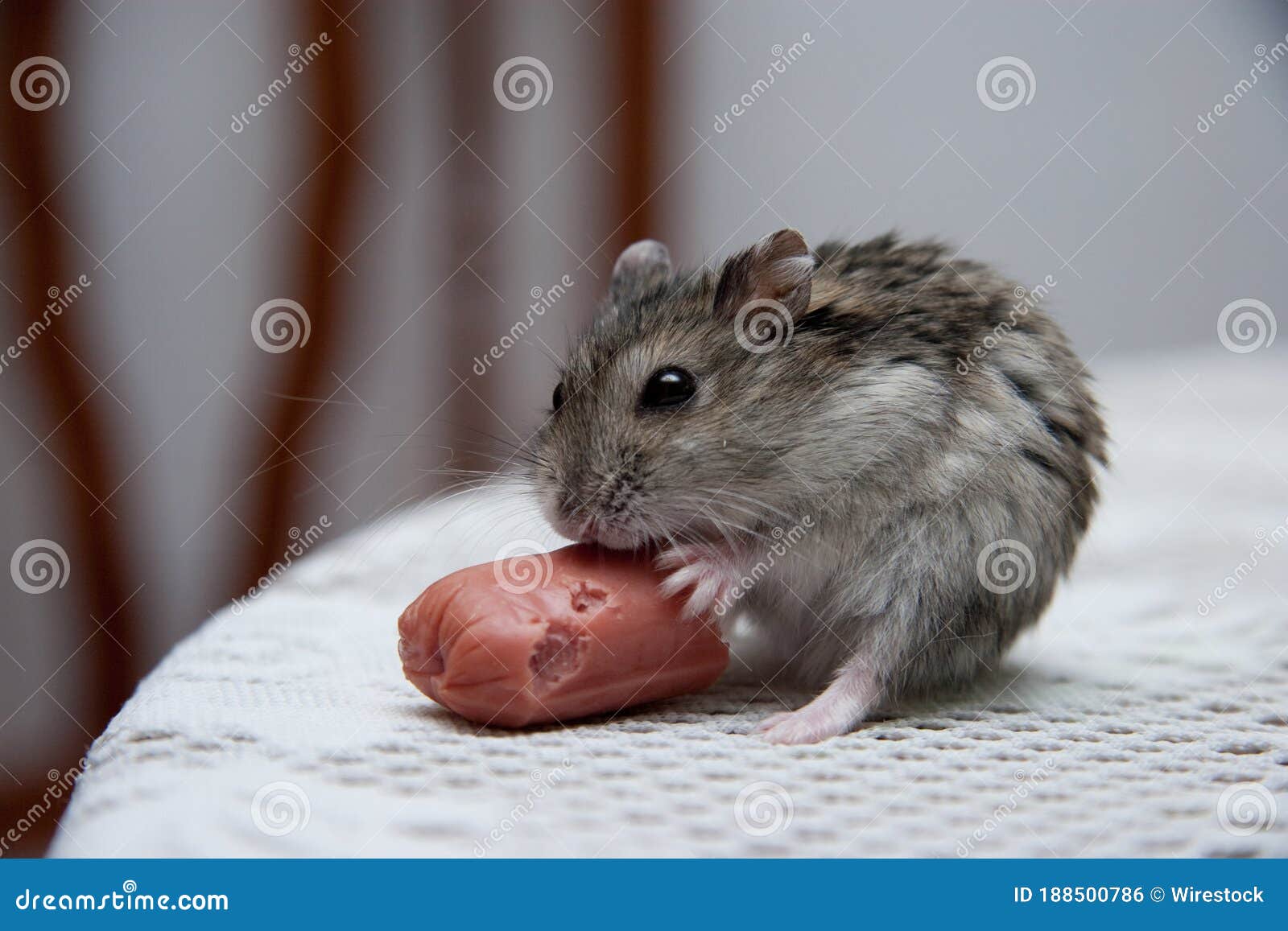Closeup of a Tiny Hamster Eating a Sausage on the Table Under the ...