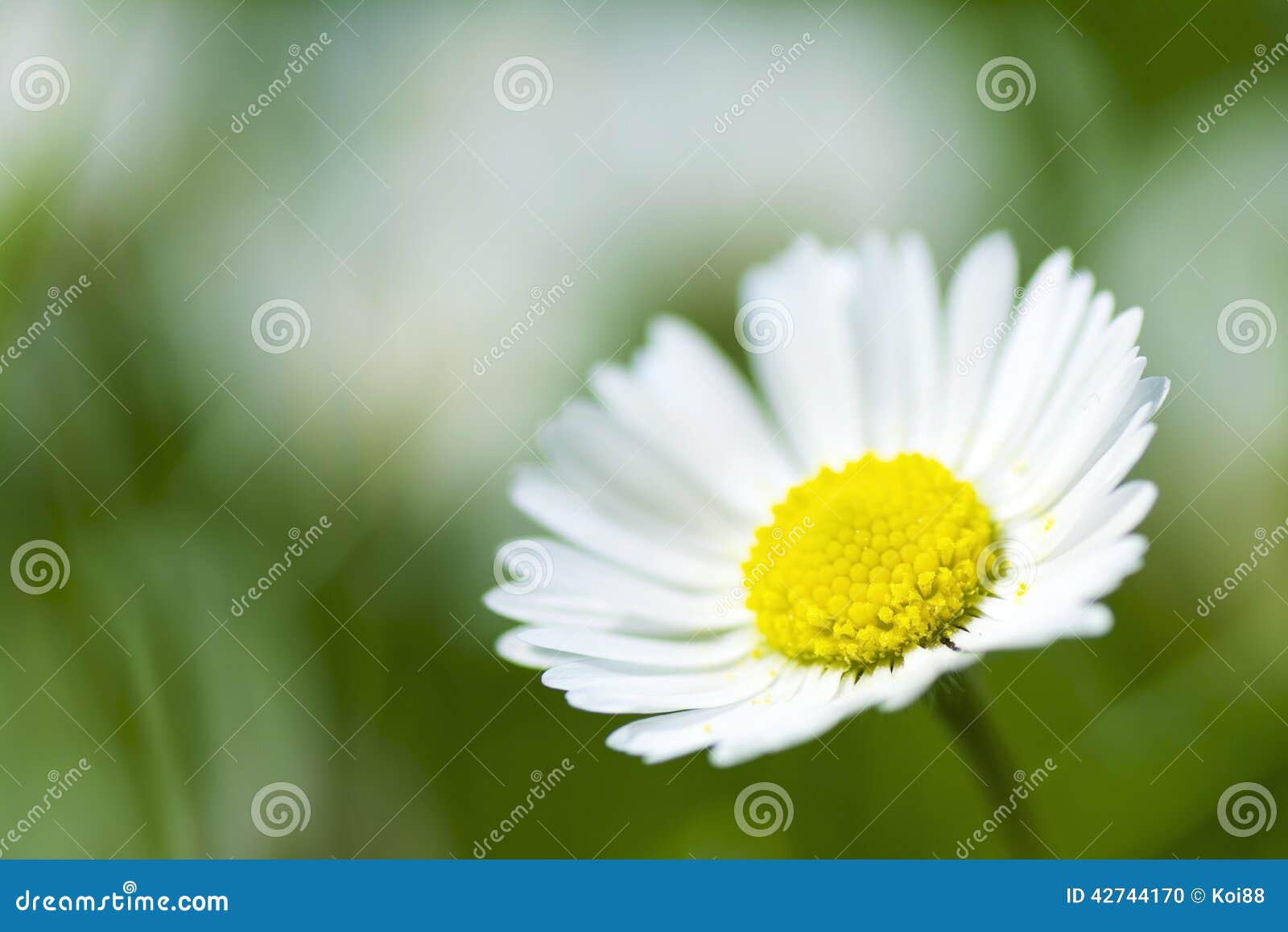 Closeup of a Tiny Little Daisy Stock Photo - Image of white, meadow ...