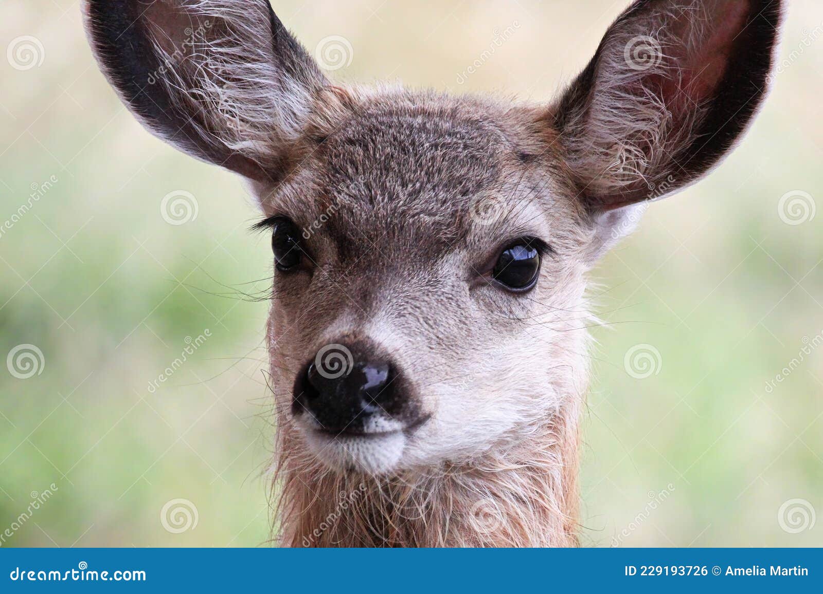 Closeup of a Tiny Mule Deer Fawn Head Stock Photo - Image of mule ...