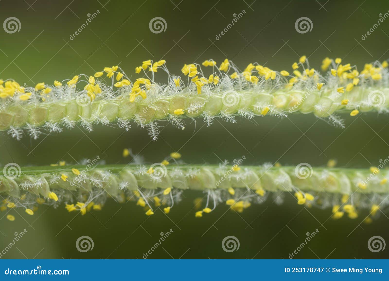 Closeup with the Tiny Paspalum Weed Grass Flower. Stock Image - Image ...