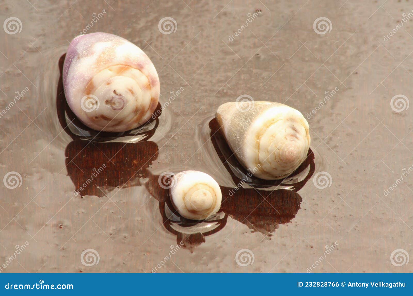 Tiny sea shells stock photo. Image of seashell, brown - 232828766