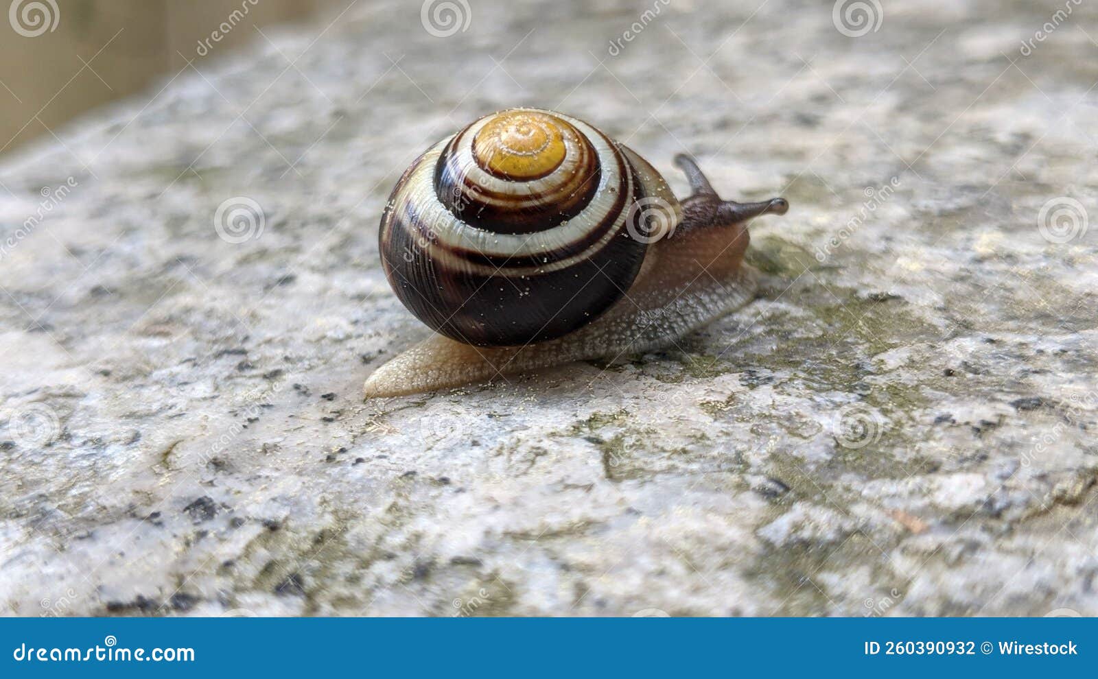 Closeup of Tiny Snail with Colorful Shell Creeping on Rough Surface ...