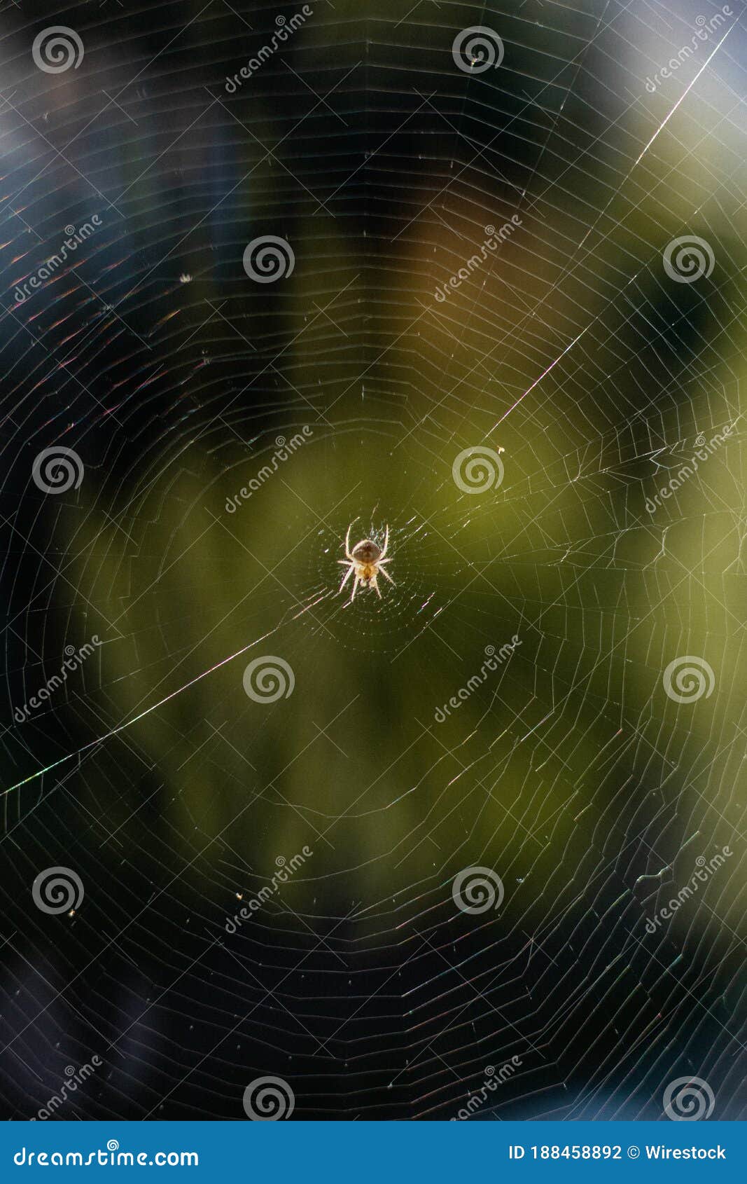 Closeup of a Tiny Spider on a Web in a Field Under the Sunlight at ...