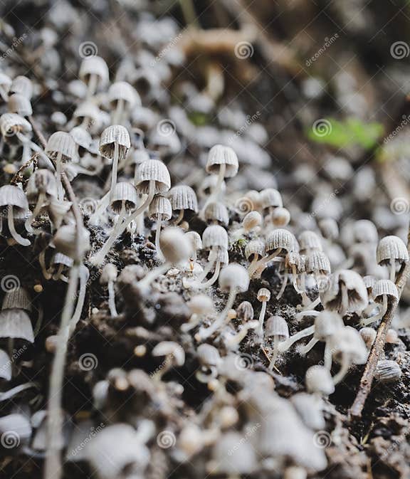 Closeup of Tiny White Mushrooms Stock Photo - Image of white, mushrooms ...
