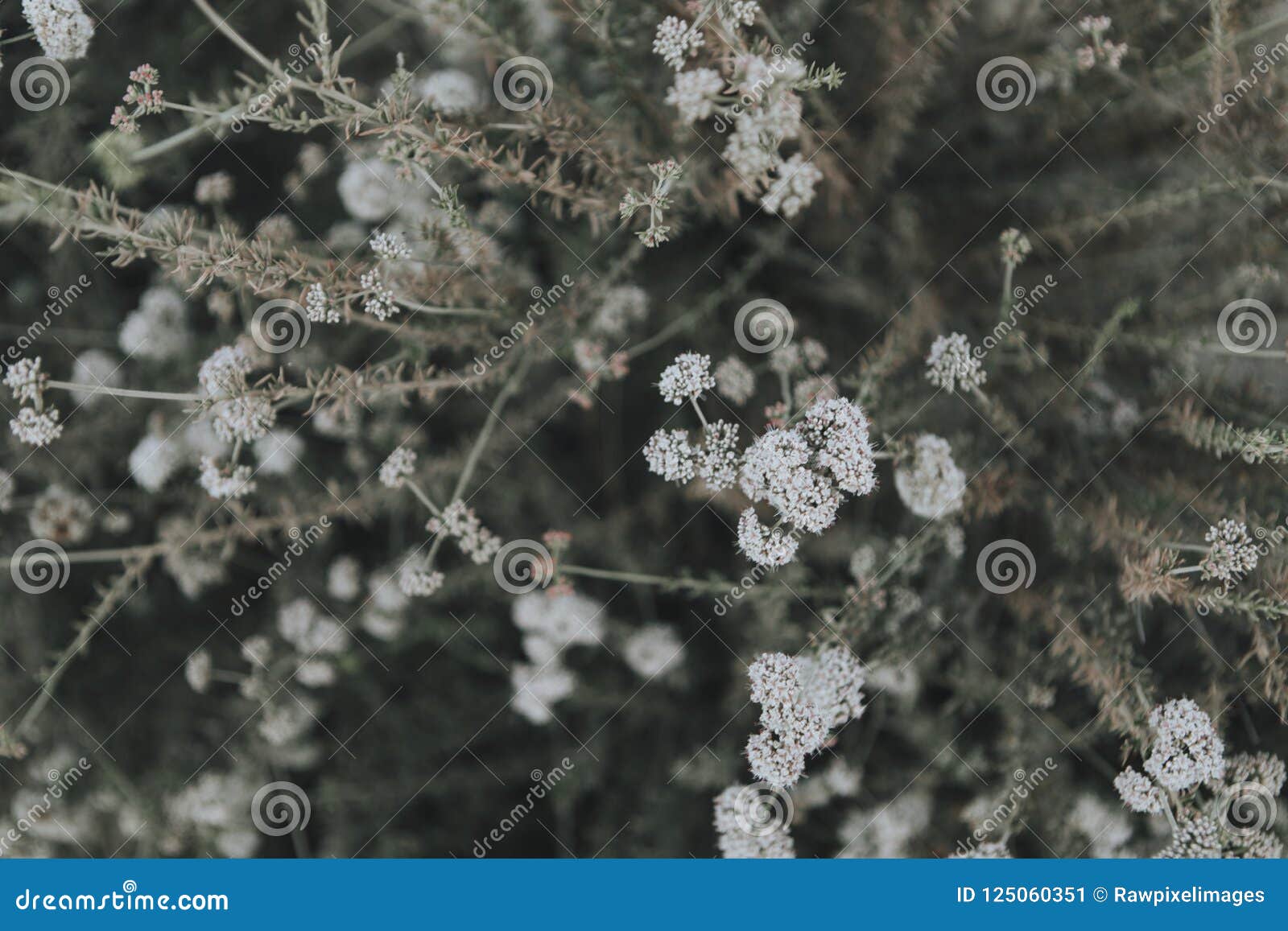 Closeup of Tiny White Wildflowers Stock Image - Image of scene, small ...