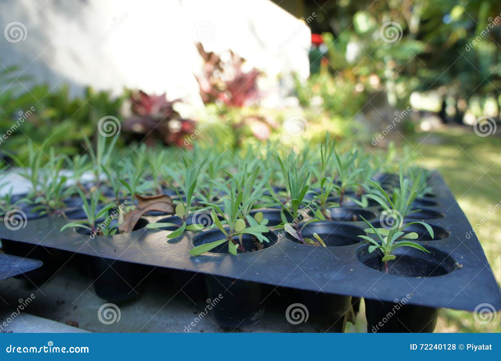 Closeup Tiny Young Planting with Soil in Black Tray Stock Photo - Image ...