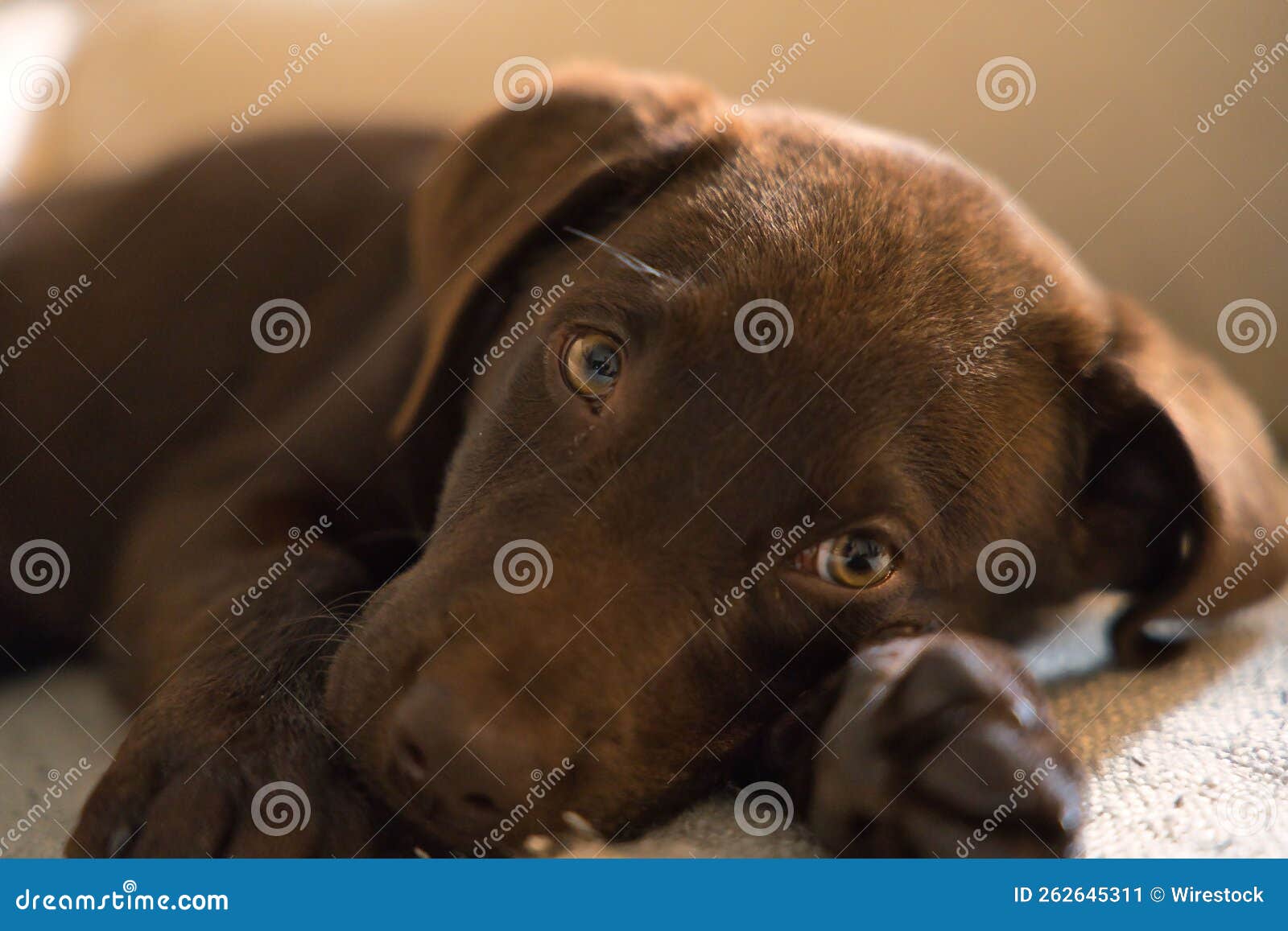 Closeup of a Tired Brown Labrador Laying Down Indoors Stock Image ...