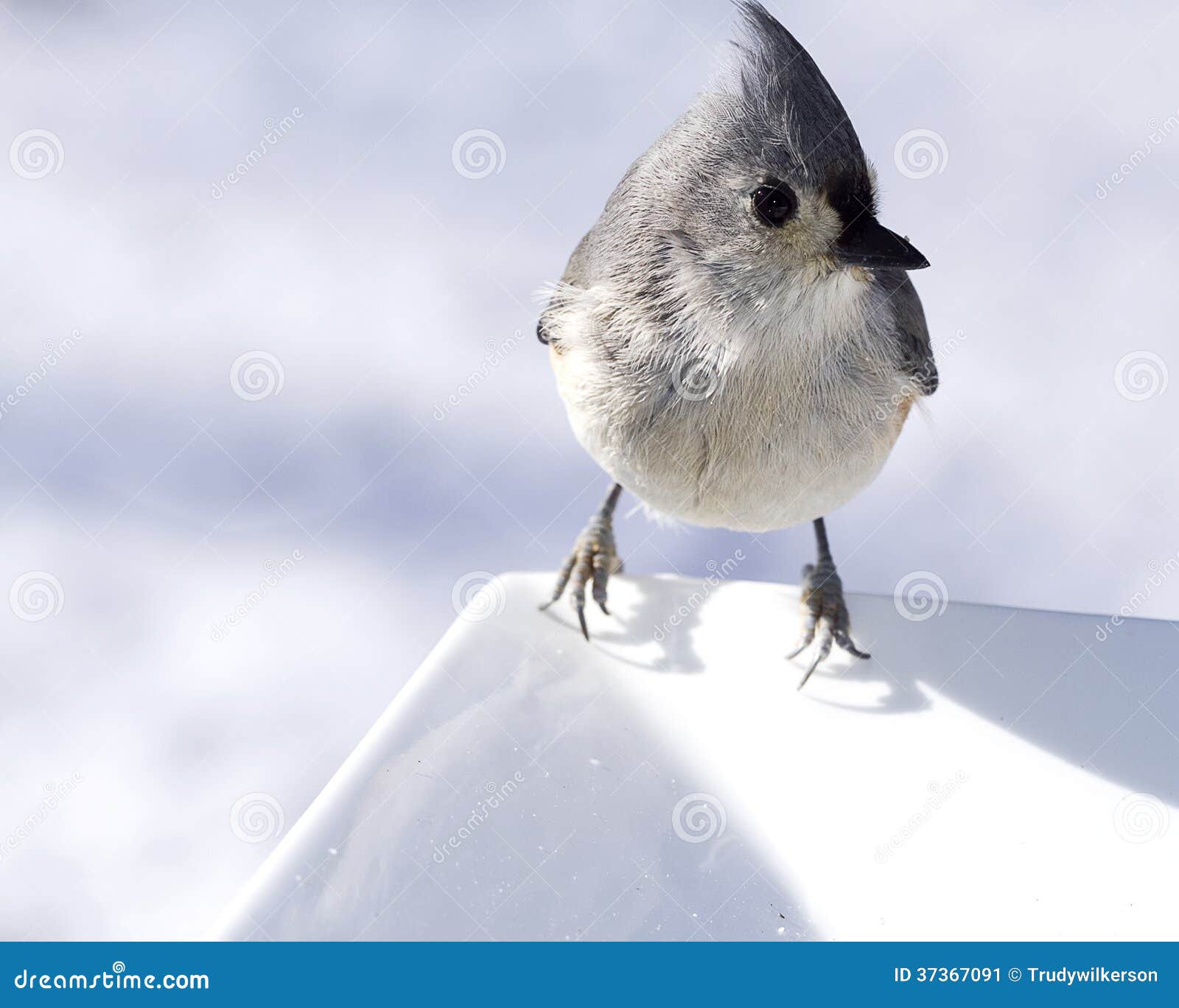 Closeup Titmouse Bird stock image. Image of plate, wild - 37367091