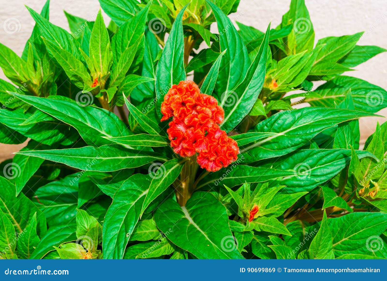 Closeup To Beautiful Orange Cockscomb/ Celosia Cristata Stock Image ...