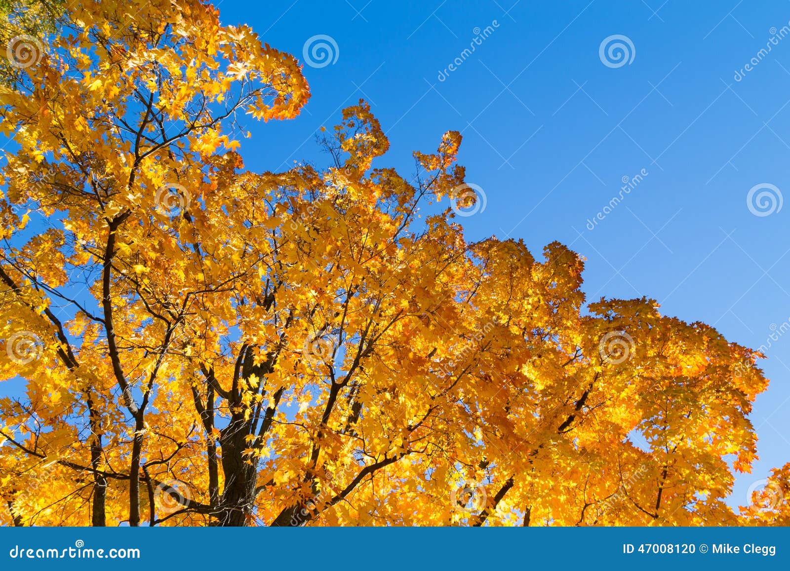 Closeup To a Bright Yellow Tree Stock Photo - Image of autumn, trees ...