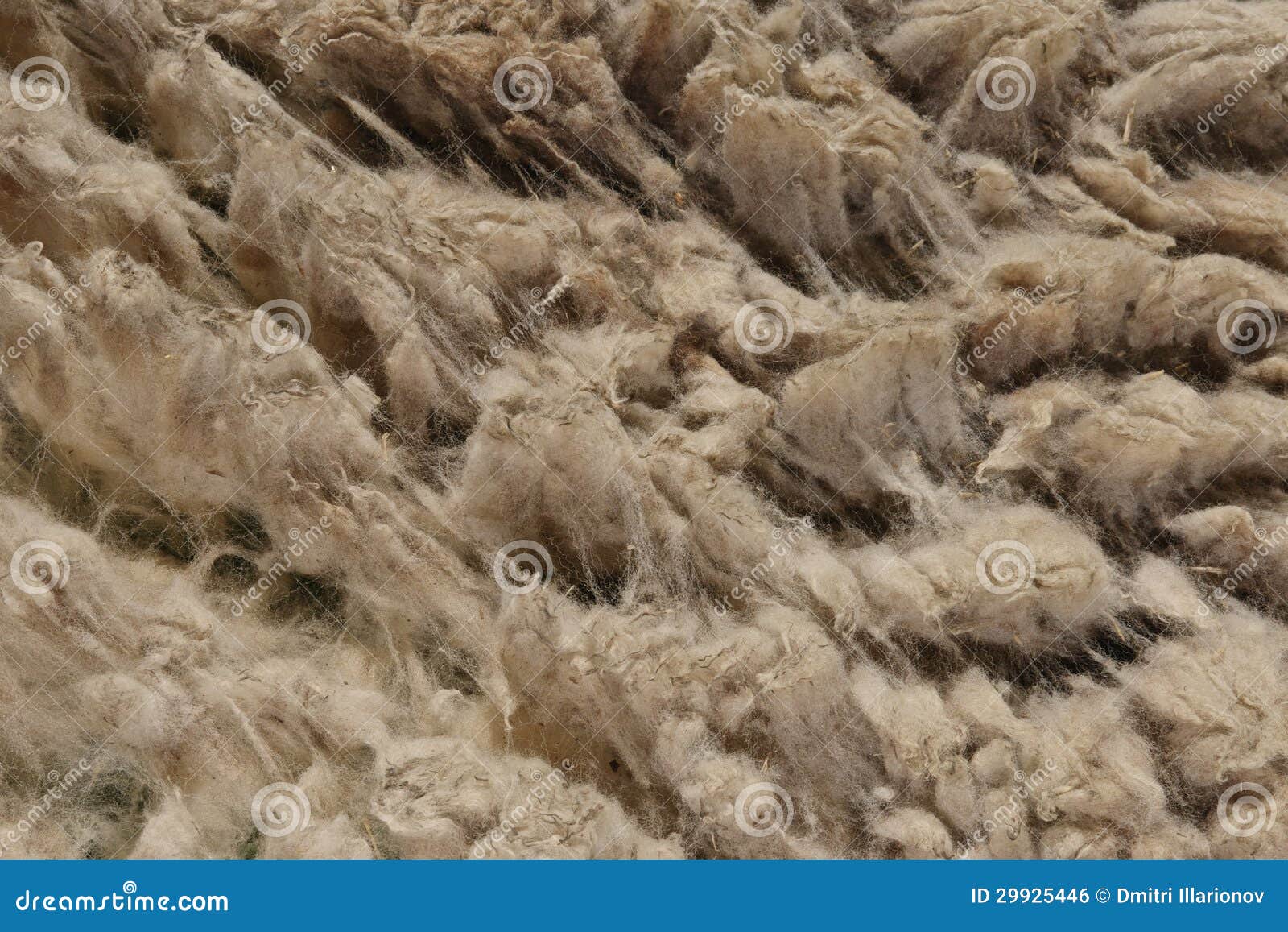 Closeup to raw wool stock photo. Image of sheep, dirt - 29925446