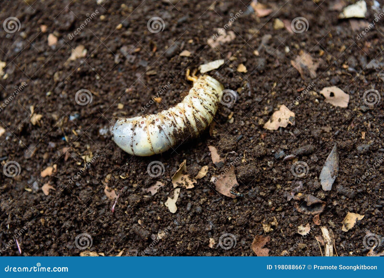 Beetle Worm Of Scarab Beetle Is Dangerous Insect Pest With Mango Tree ...