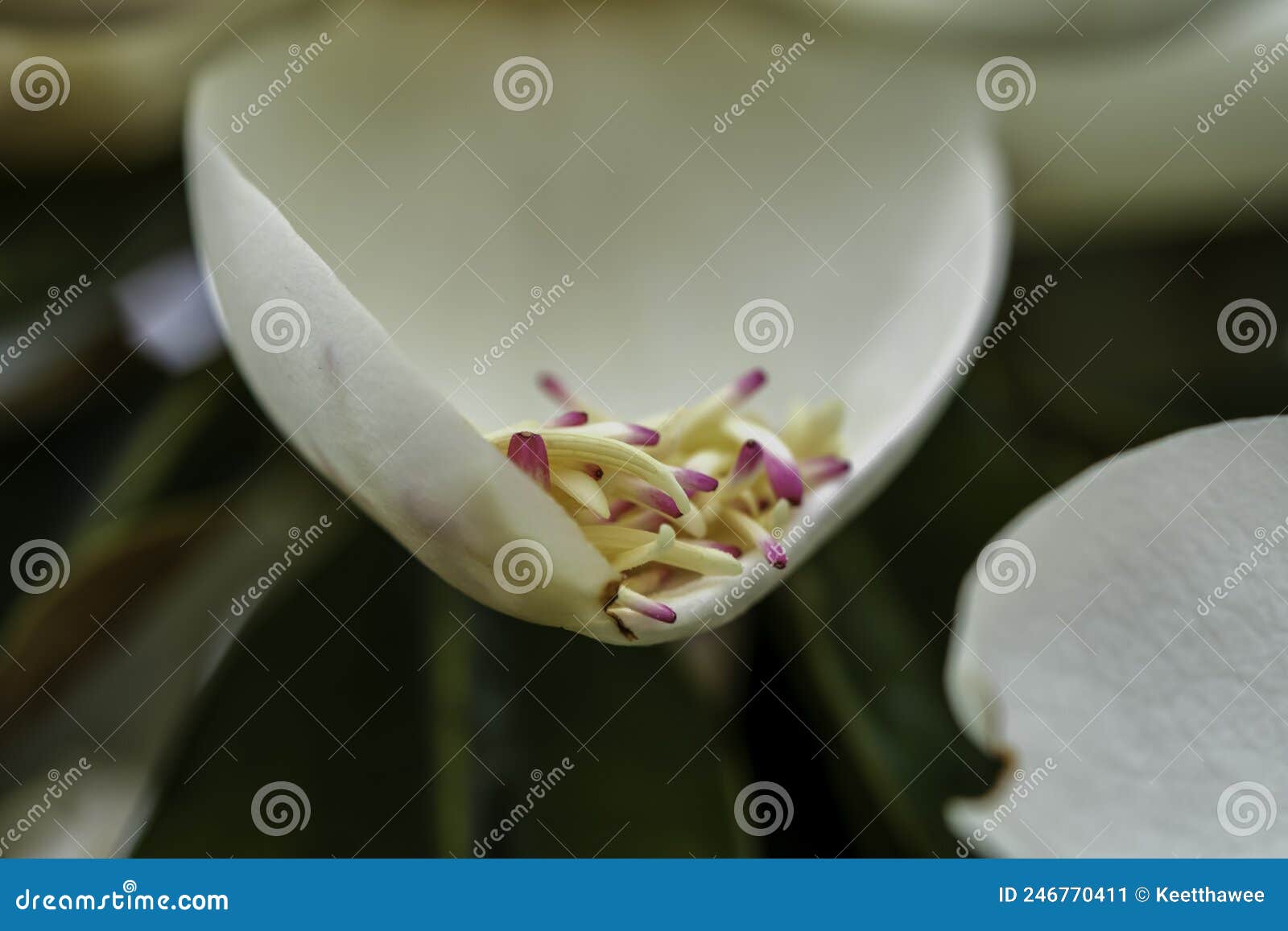 Closeup To Fallen of Pollination Stamens Stock Image - Image of ...