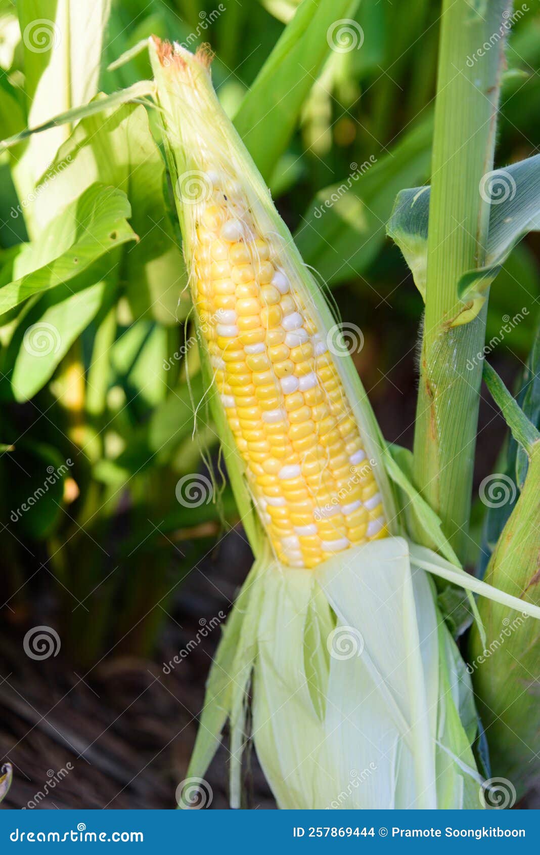 Fresh White Corn and Yellow on the Corn Tree Stock Photo - Image of ...